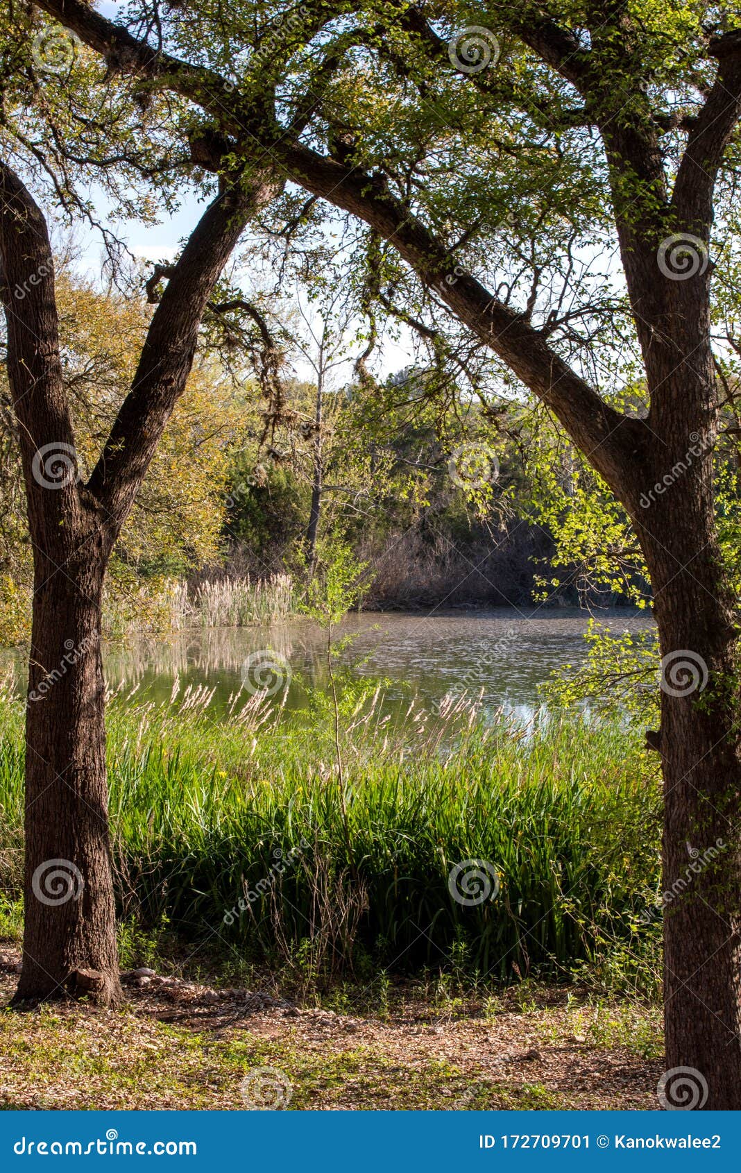 Spring in the Park with Pond Stock Image - Image of irises, copyrighted ...