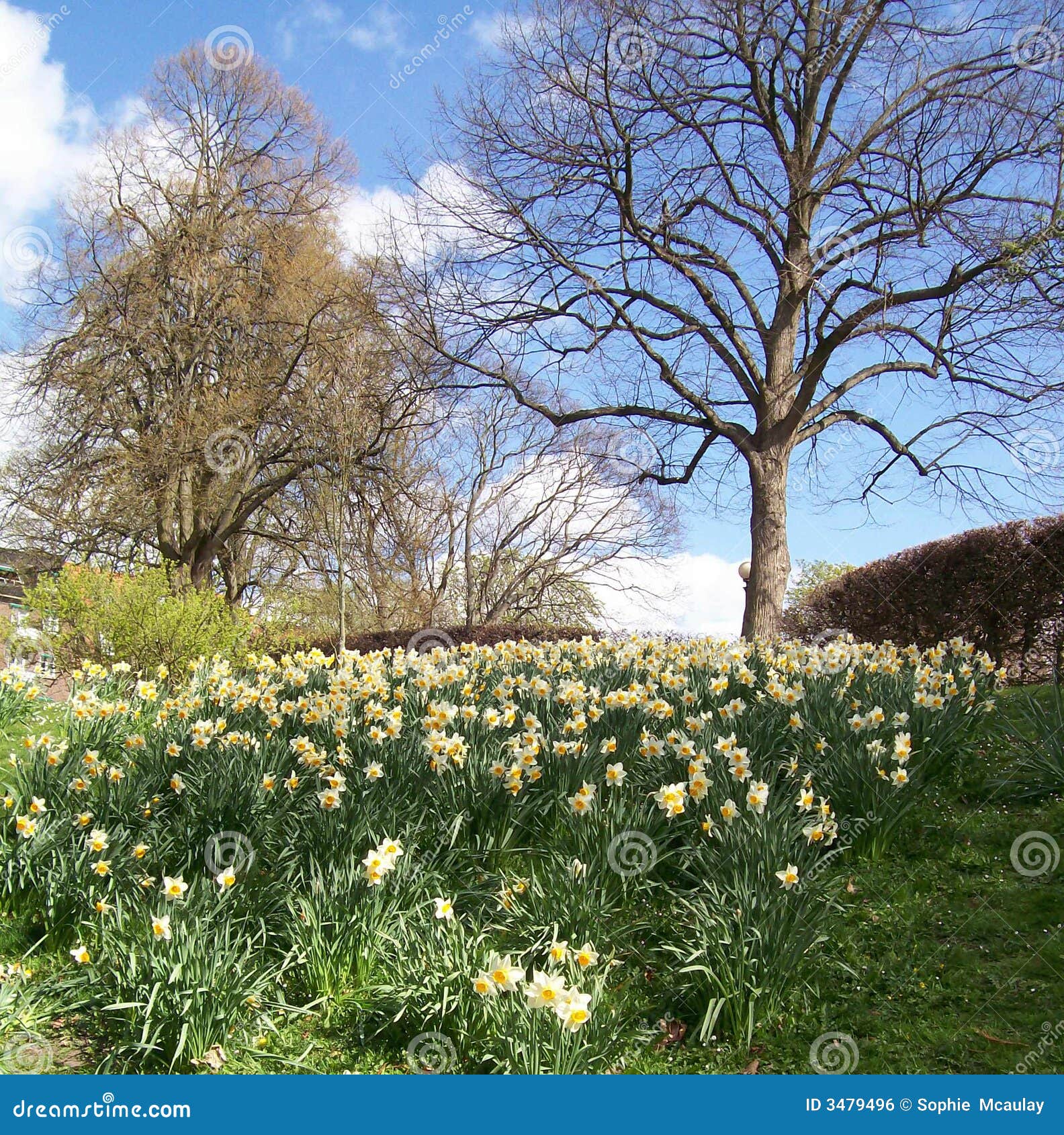 Spring park scene stock photo. Image of tree, green, leeks - 3479496