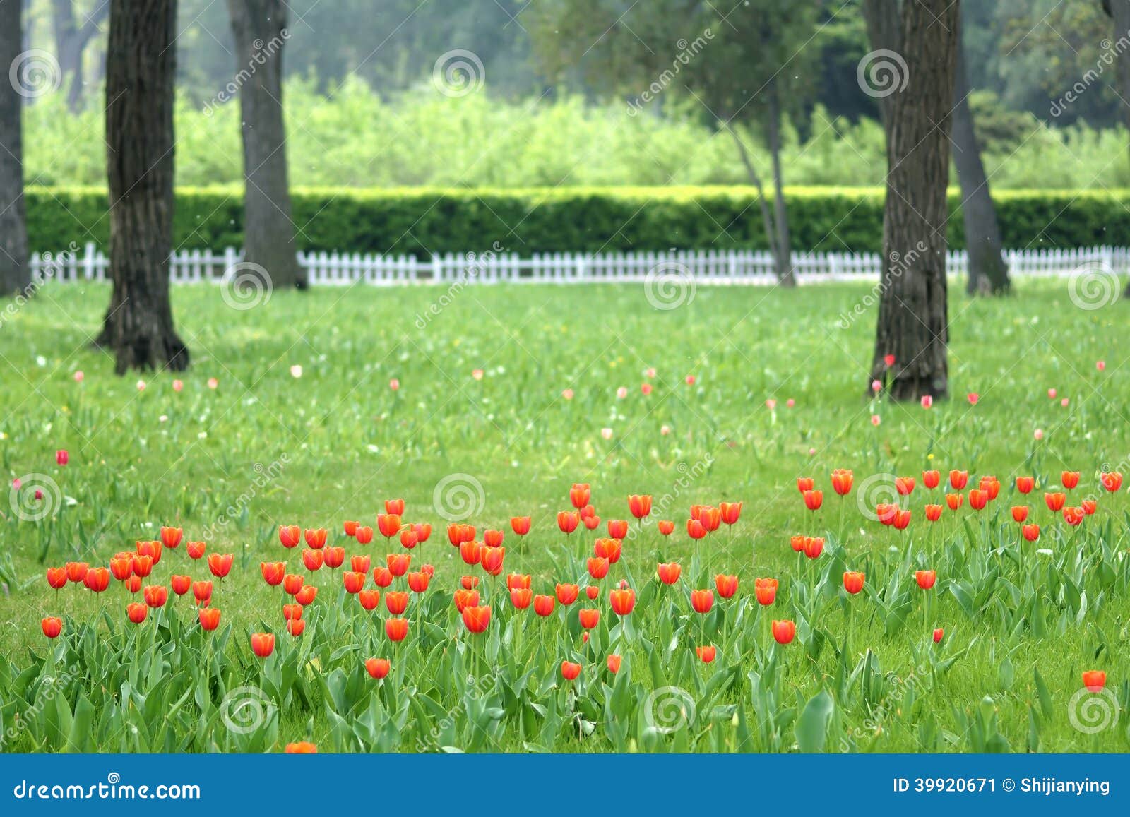 Spring park stock image. Image of park, tuilp, flowering - 39920671