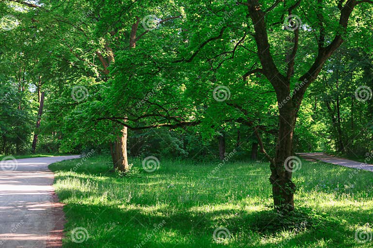 Spring Park with Walking Path Stock Photo - Image of leaf, path: 266765034