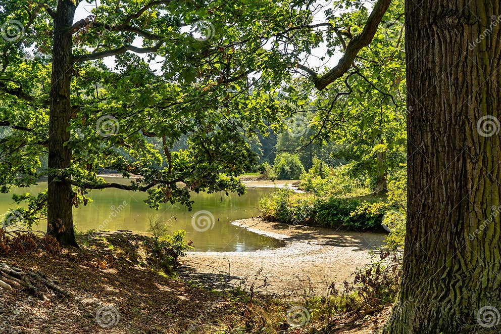 Spring in the Parkside - Tree and Pond Stock Photo - Image of outdoor ...