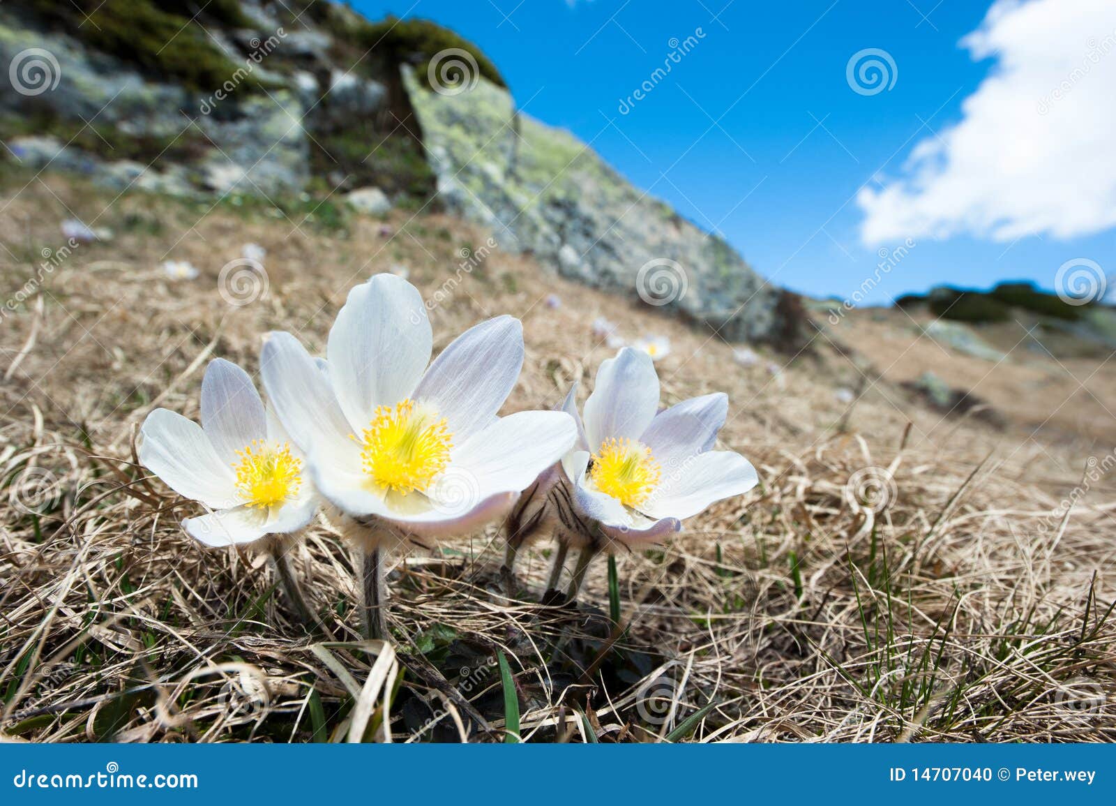 Spring Pasque flower stock photo. Image of grass, pasque - 14707040
