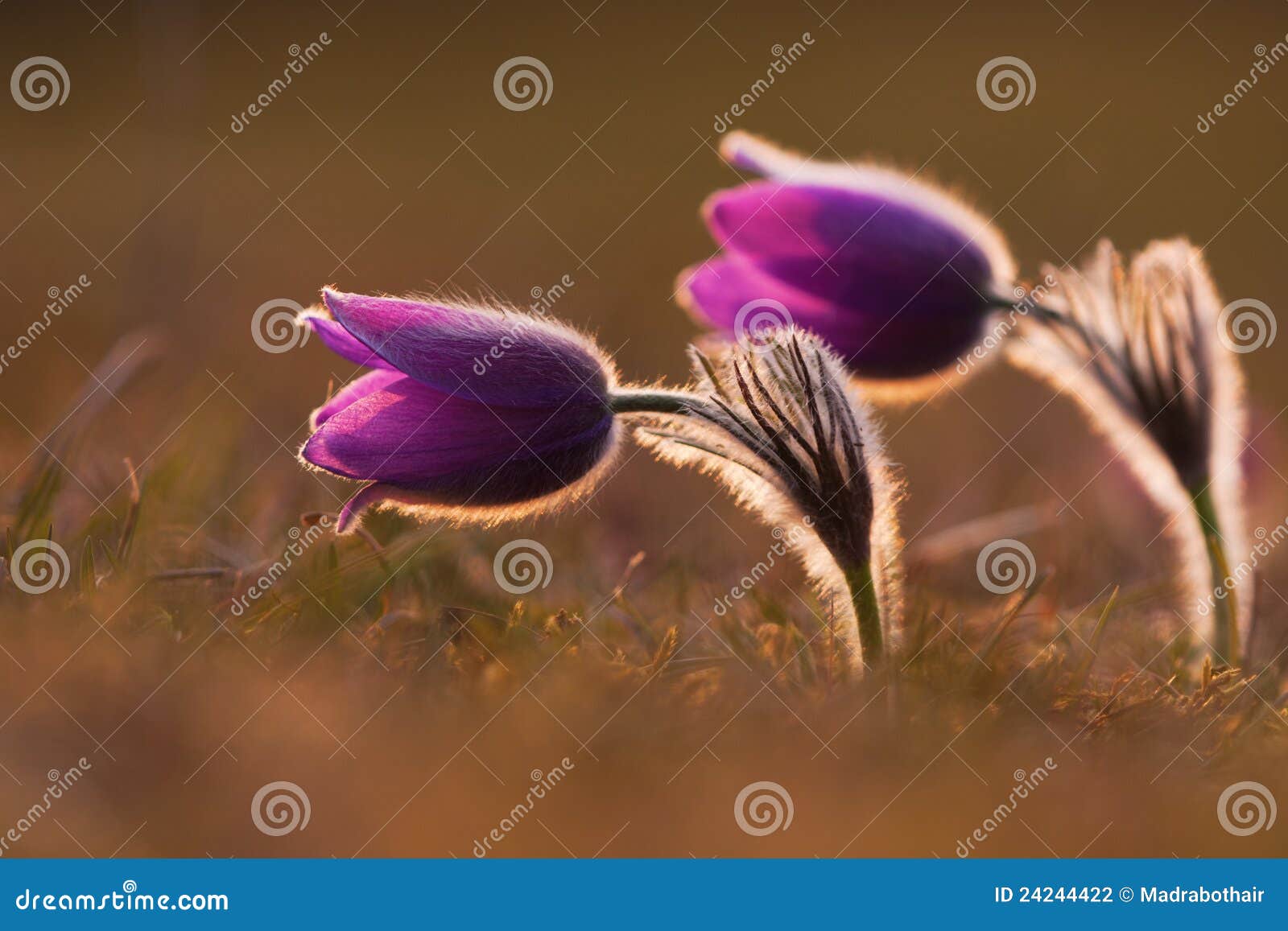 Spring pasque flower stock photo. Image of flowering - 24244422