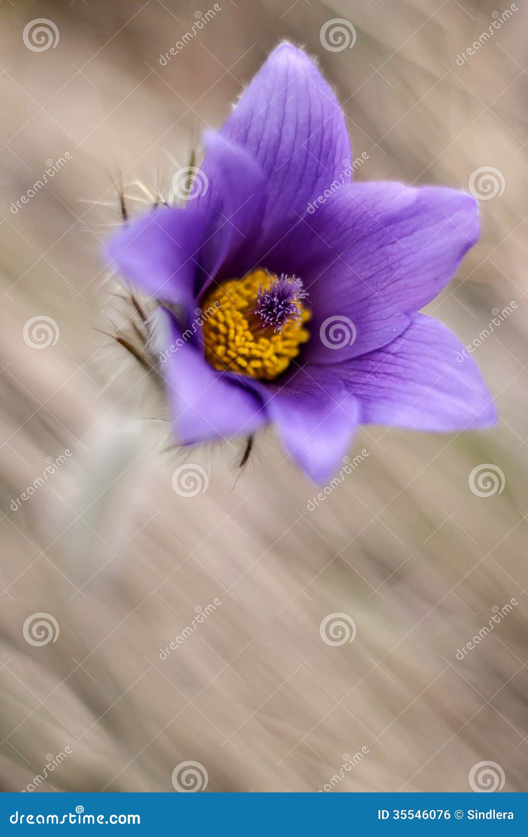 Spring pasque flower. stock photo. Image of fluffy, floral - 35546076