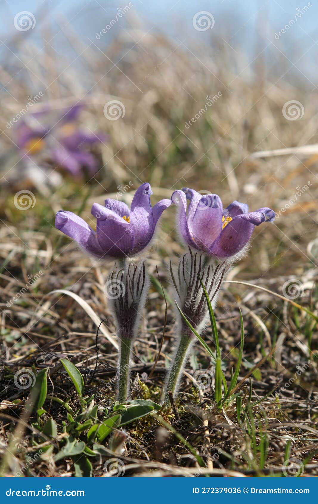 Spring Pasque Flowers on the Meadow Stock Photo - Image of field, herb ...