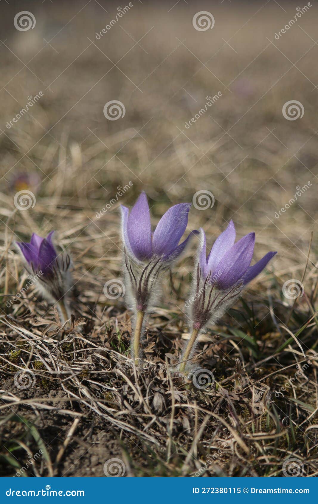 Spring Pasque Flowers on the Meadow Stock Image - Image of prairie ...