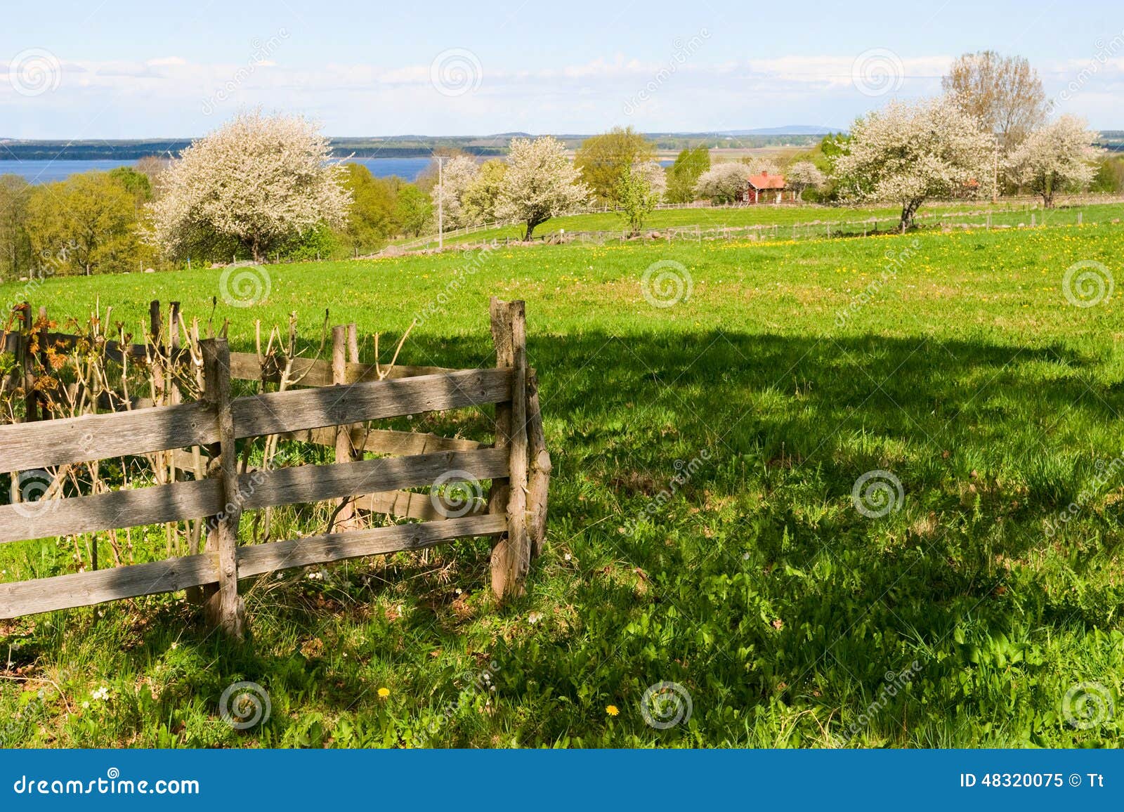 Spring pasture stock image. Image of pastoral, field - 48320075