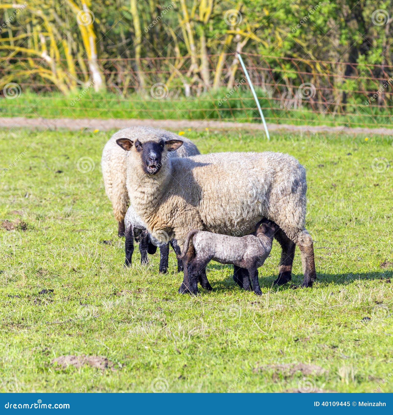 Spring Pasture with Flock of Sheep Stock Image - Image of field, farm ...
