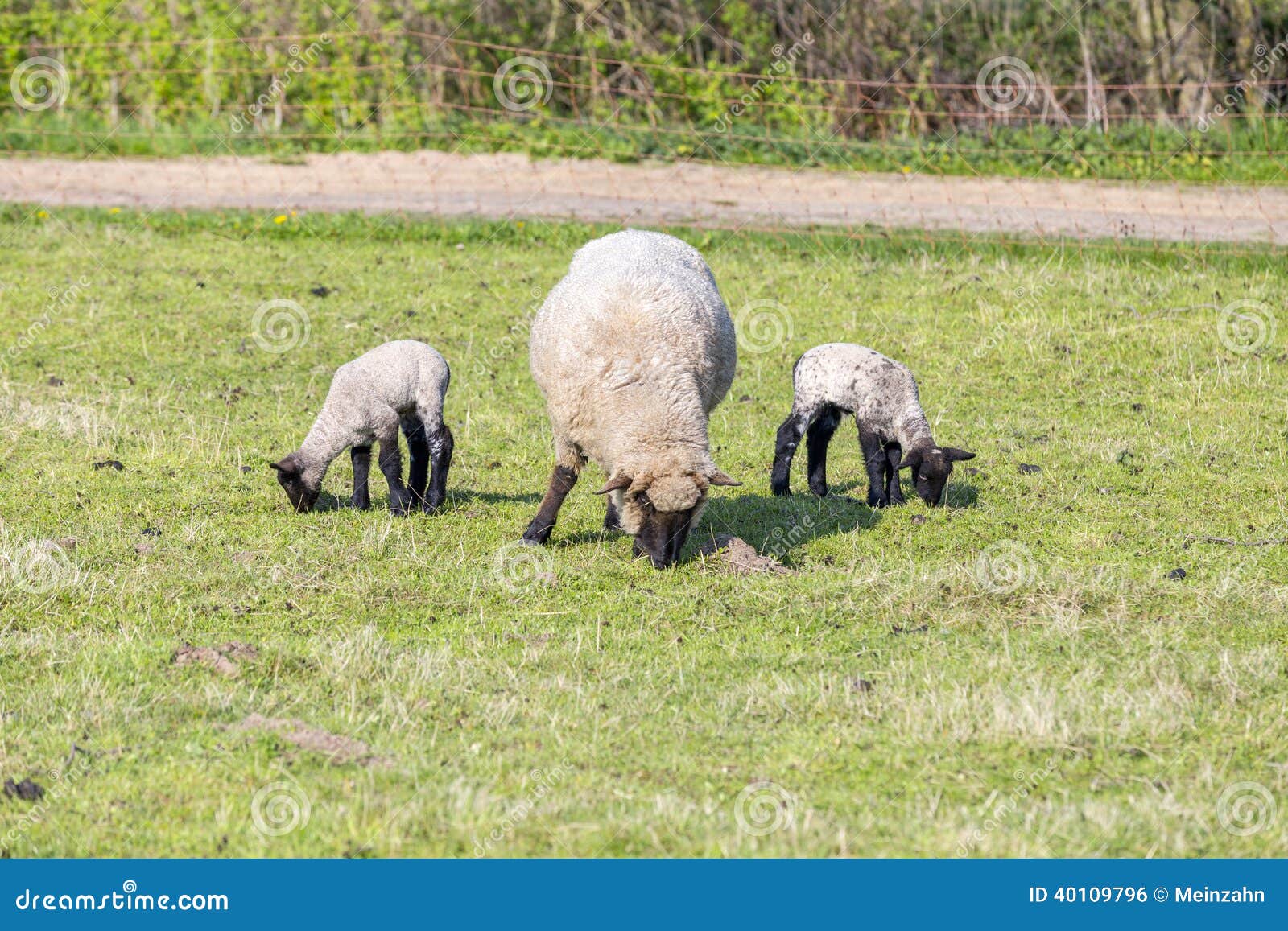 Spring Pasture with Flock of Sheep Stock Photo - Image of pasture ...