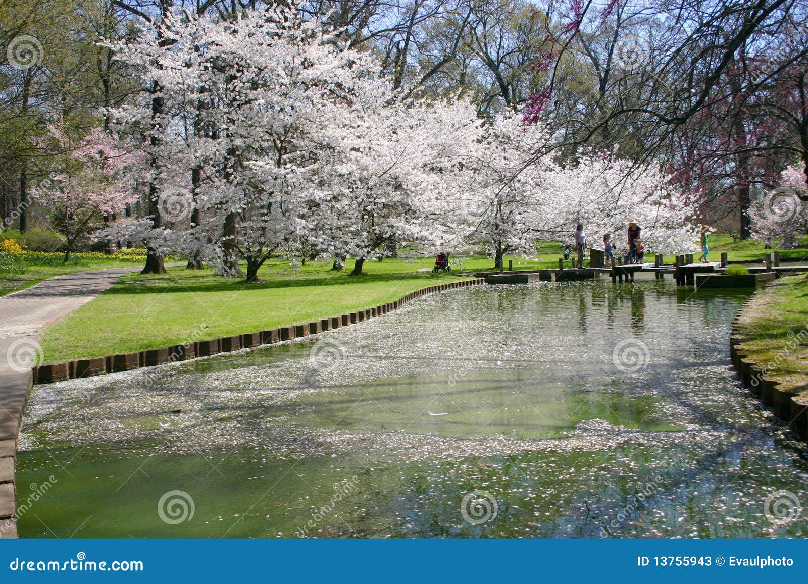 Spring Path stock image. Image of stream, blossoms, grow - 13755943