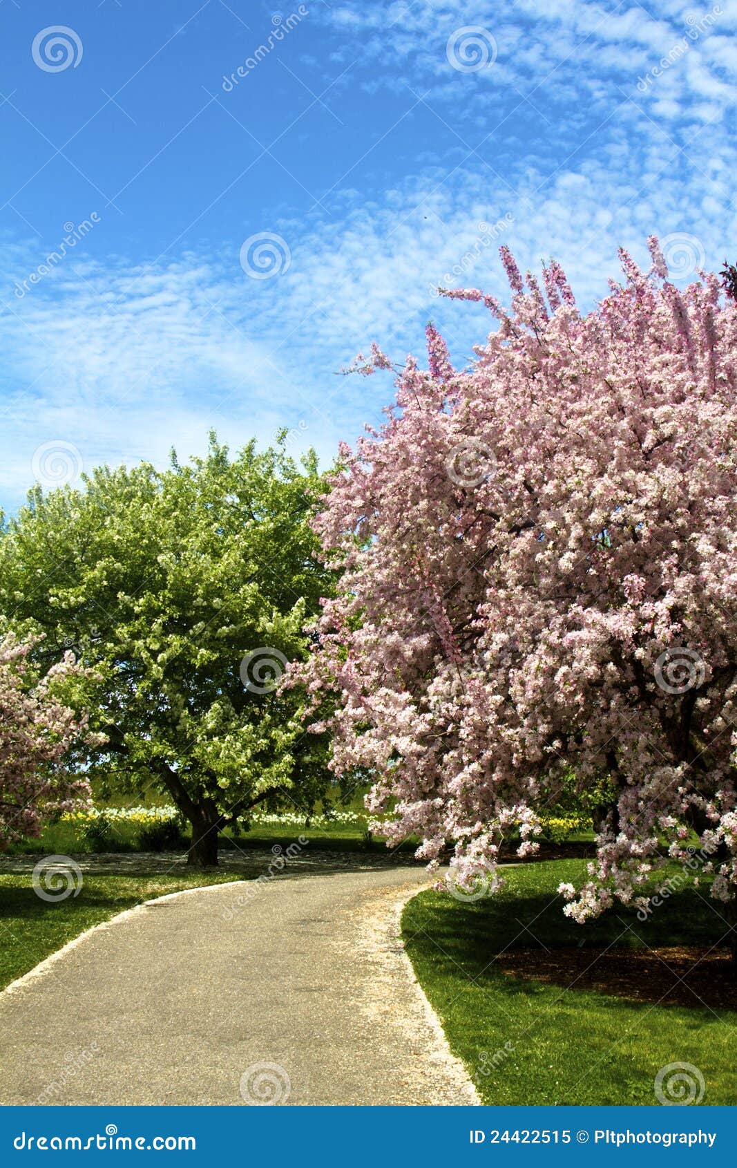 Spring Path stock image. Image of pink, delightful, blooms - 24422515