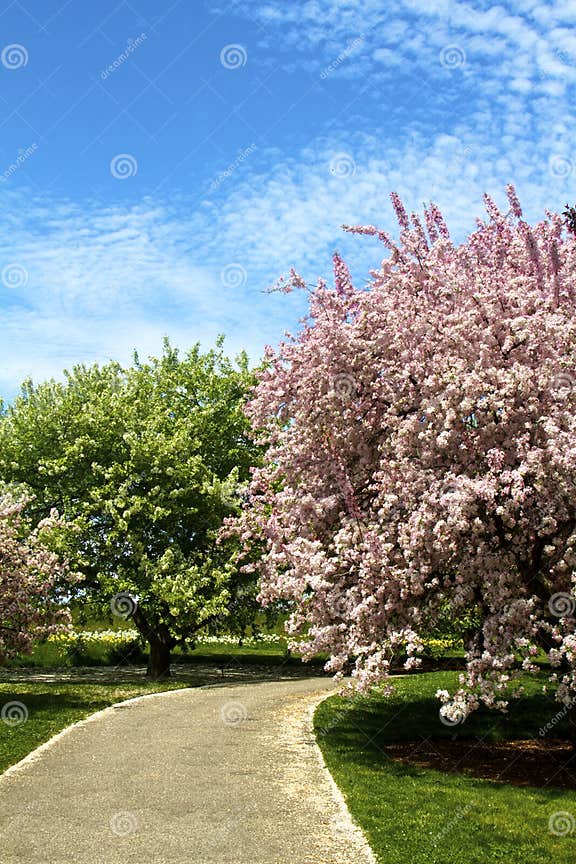 Spring Path stock image. Image of pink, delightful, blooms - 24422515
