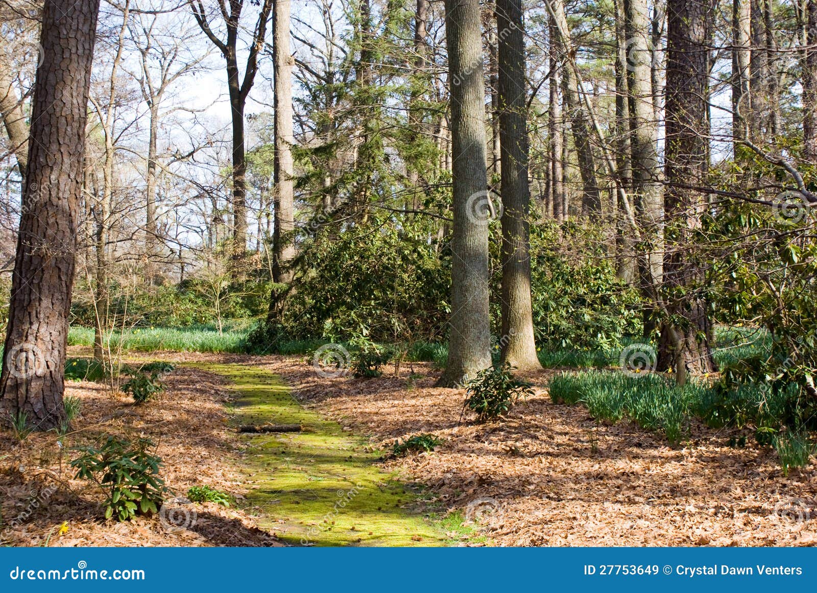 Spring Path stock image. Image of bushes, path, leaves - 27753649
