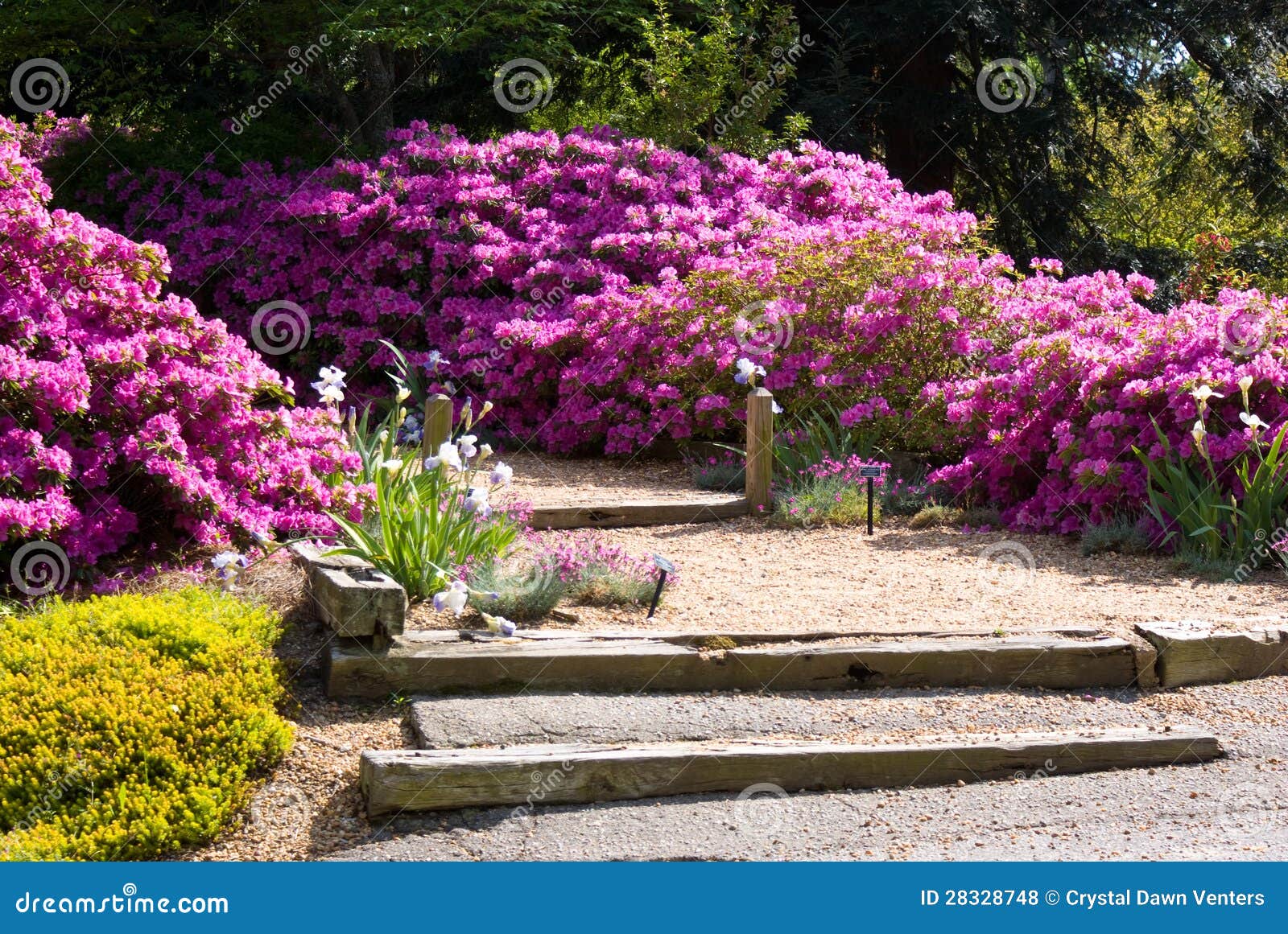 Spring Path stock photo. Image of trail, path, leaves - 28328748