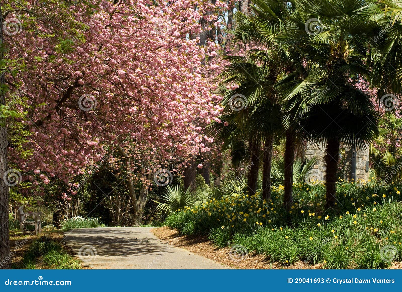 Spring Path stock image. Image of pink, trail, daffodils - 29041693
