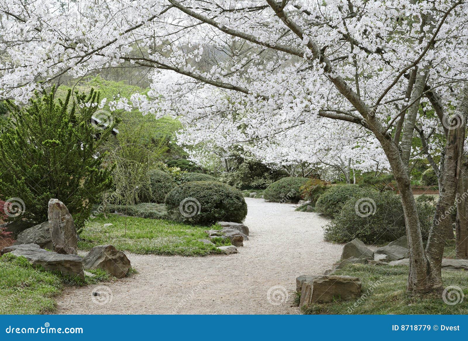 Spring Path stock image. Image of border, leaves, pink - 8718779