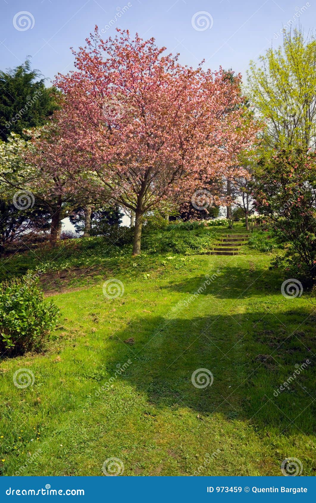 Spring pathway stock image. Image of pathway, blossom, daffodil - 973459