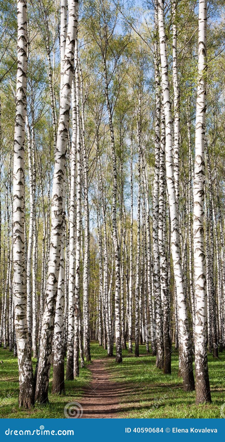 Spring Pathway in the Sunny Evening Birch Forest Stock Photo - Image of ...