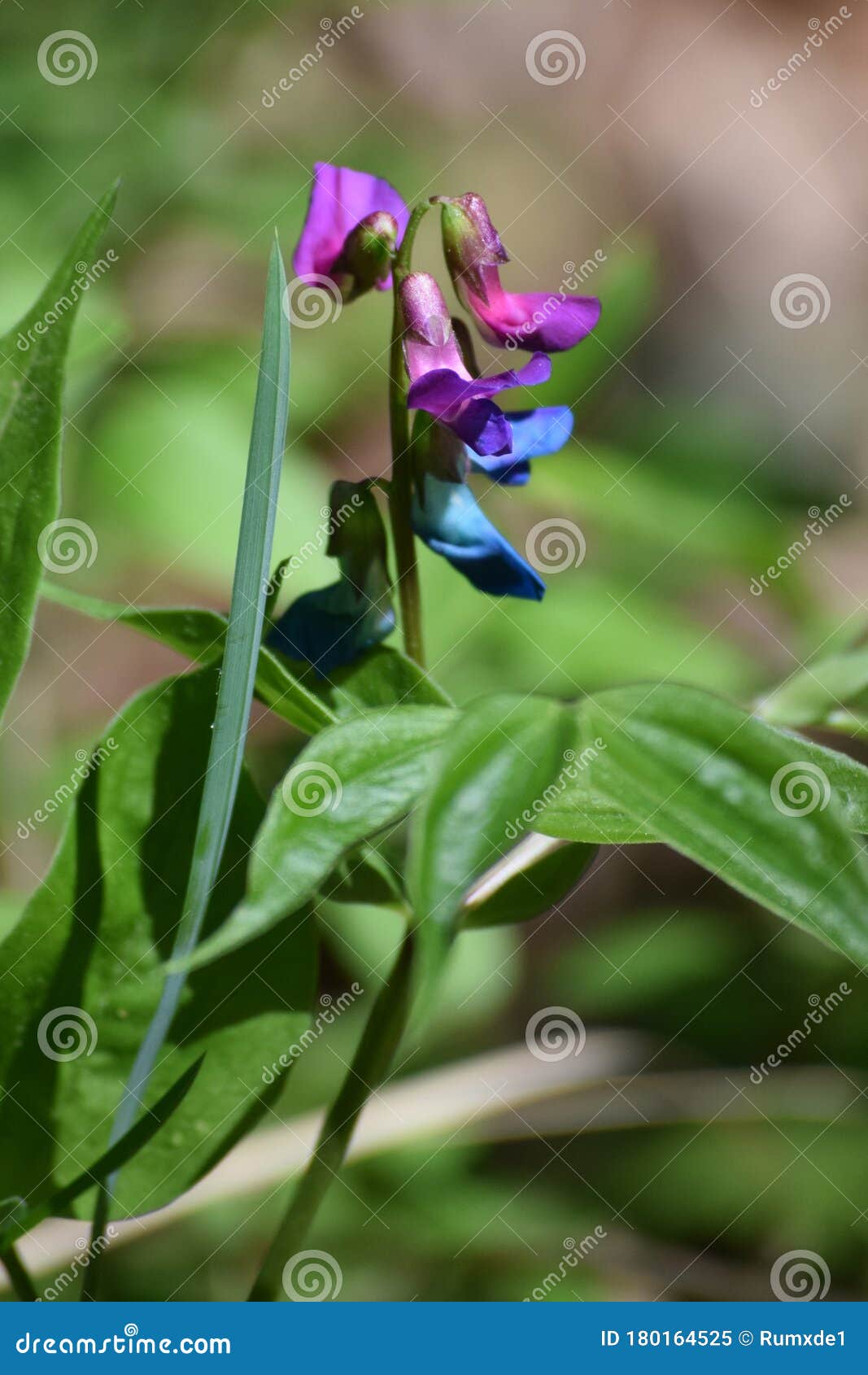 Spring pea in the Forest stock image. Image of spring - 180164525