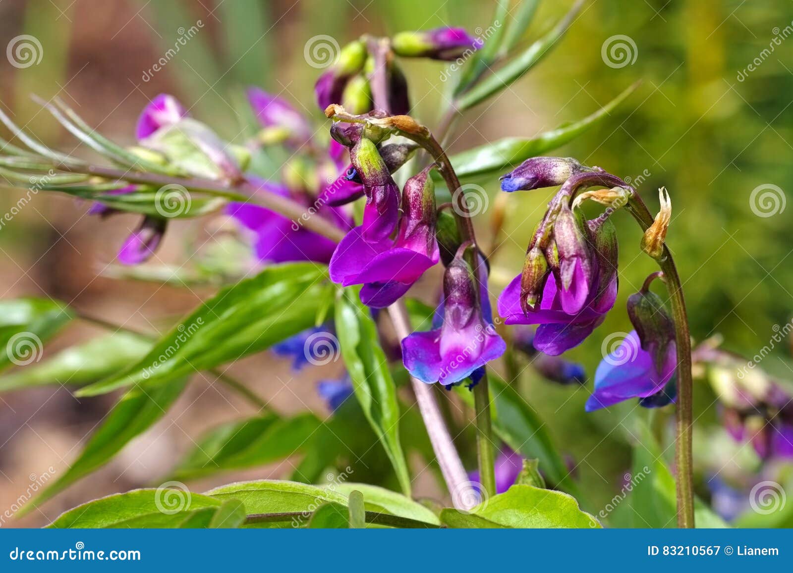 Spring Pea or Lathyrus Vernus is Blooming Stock Image - Image of ...