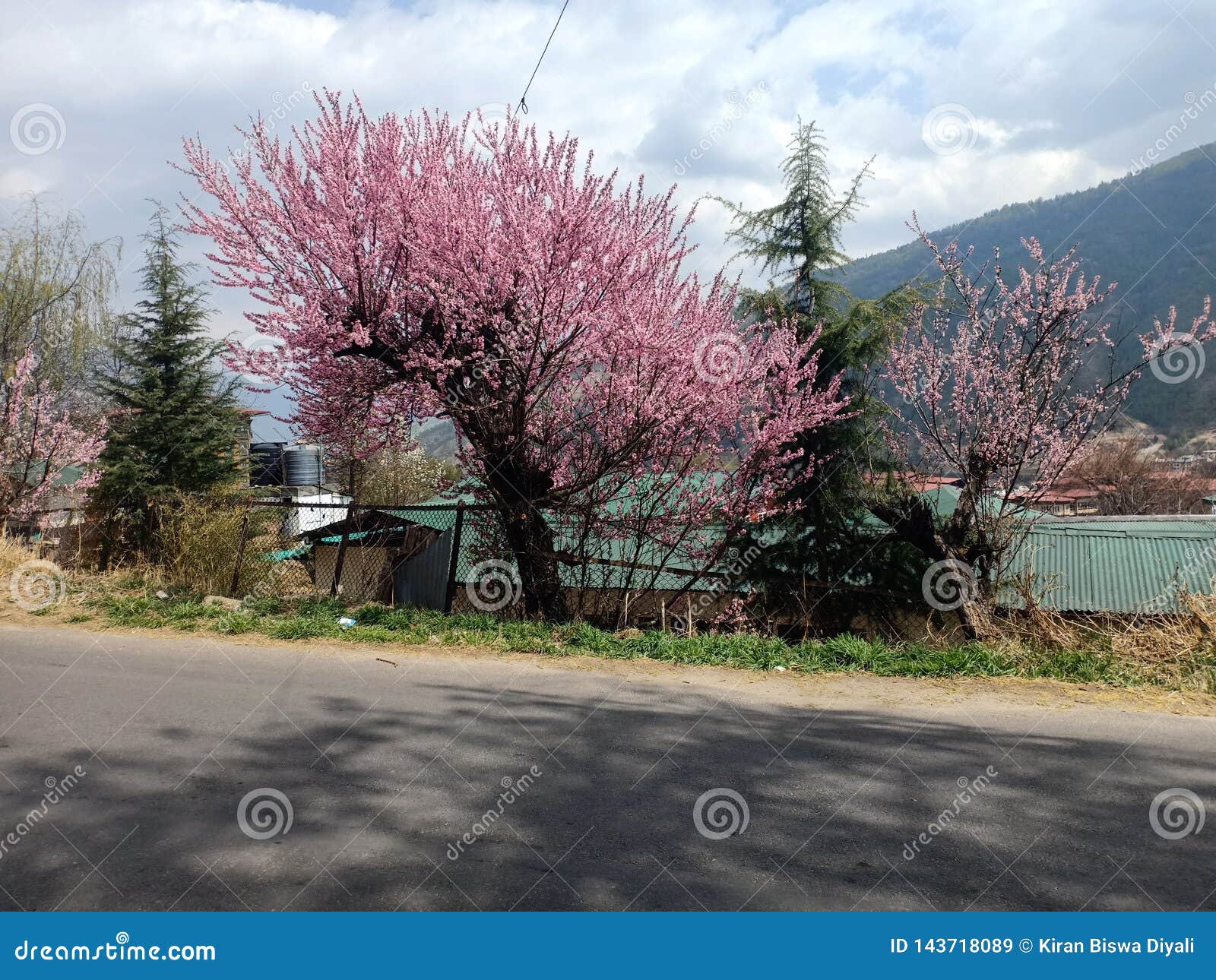 Spring Peach Blossom Bhutan Stock Image - Image of spring, speing ...