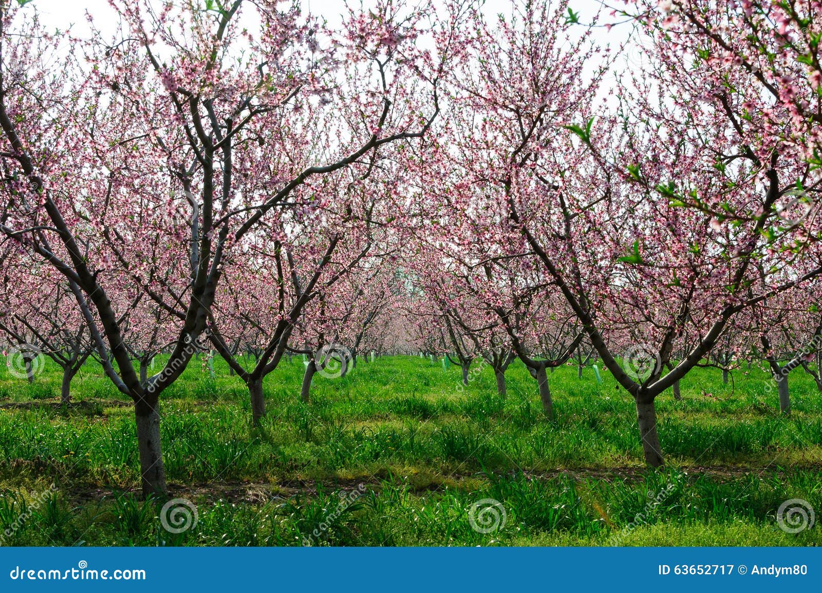 Spring Peach blossoms stock image. Image of freshness - 63652717