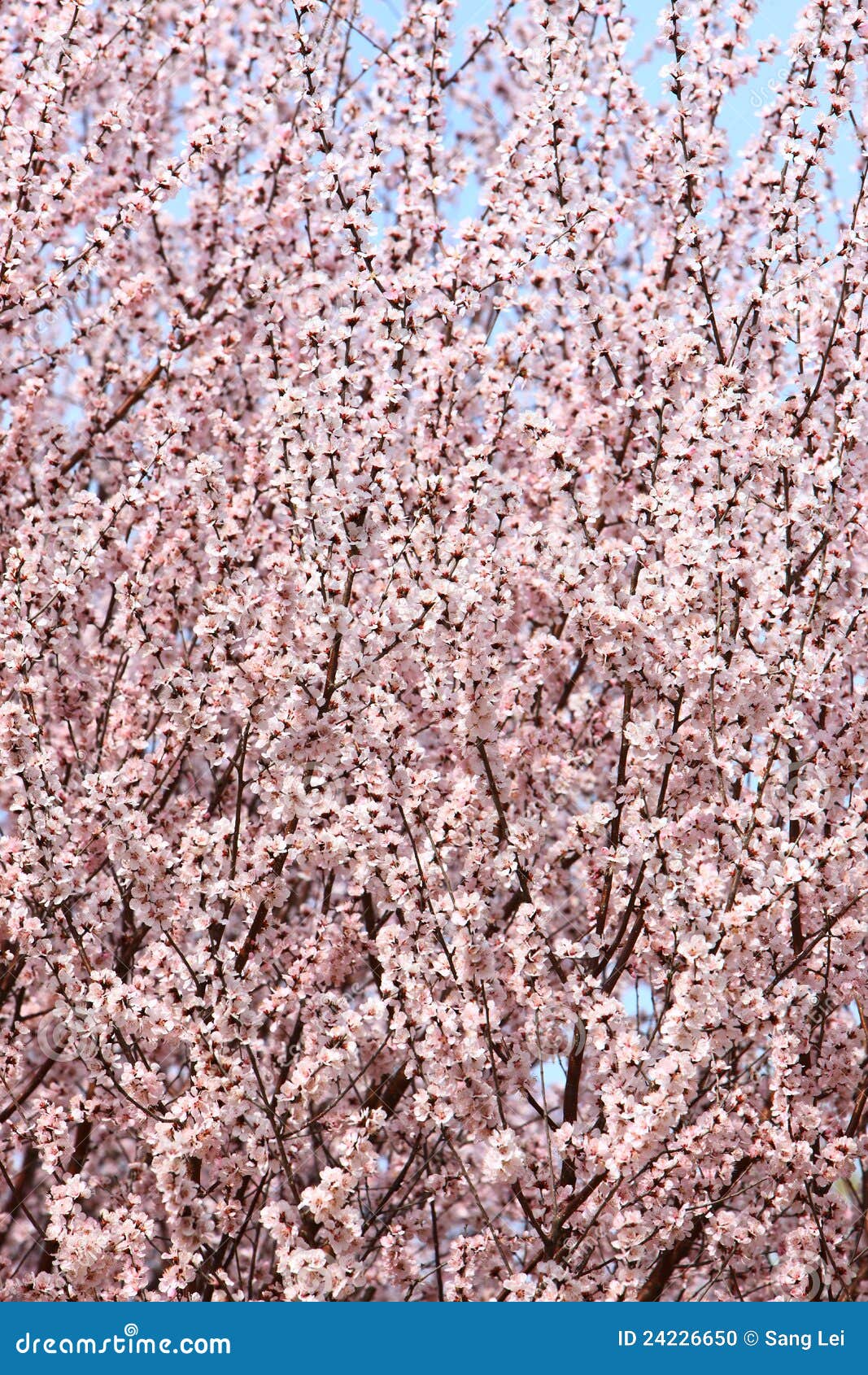 Spring peach flowers stock photo. Image of season, backgrounds - 24226650