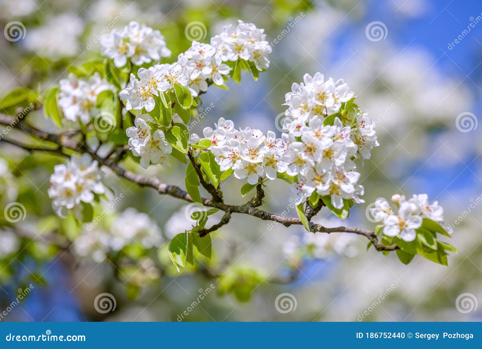 Spring. Pear blooms stock photo. Image of garden, bloom - 186752440