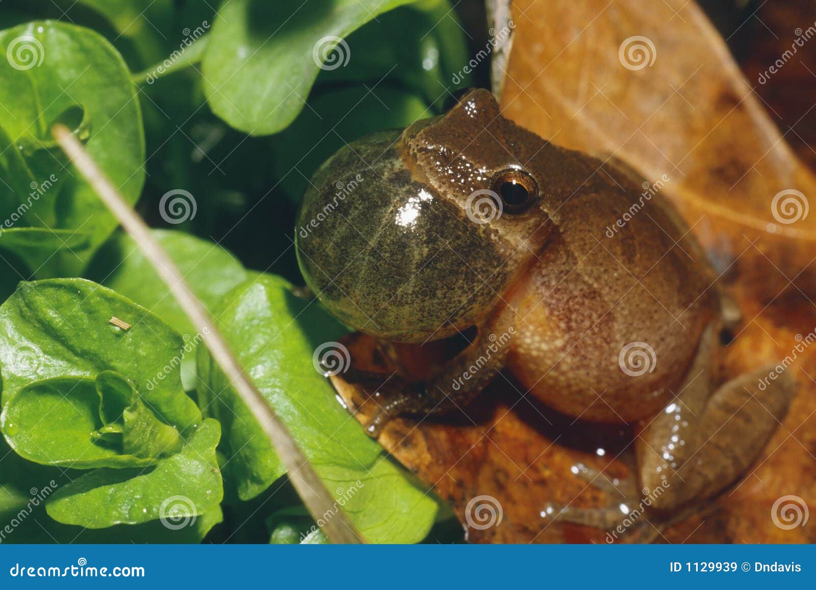 Spring Peeper stock image. Image of spring, peeper, frogs - 1129939