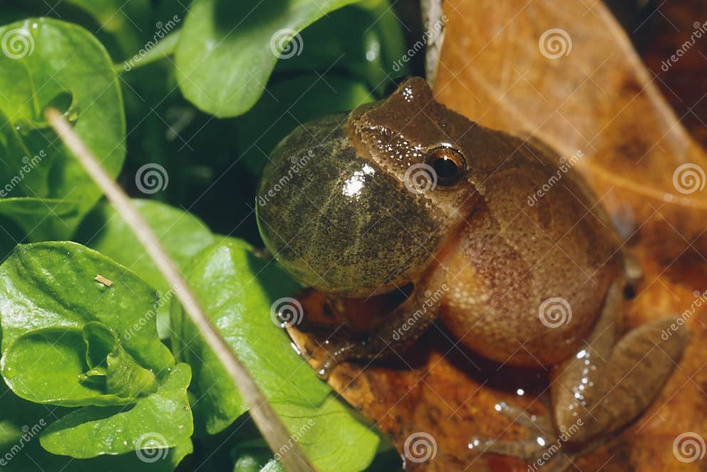 Spring Peeper stock image. Image of spring, peeper, frogs - 1129939