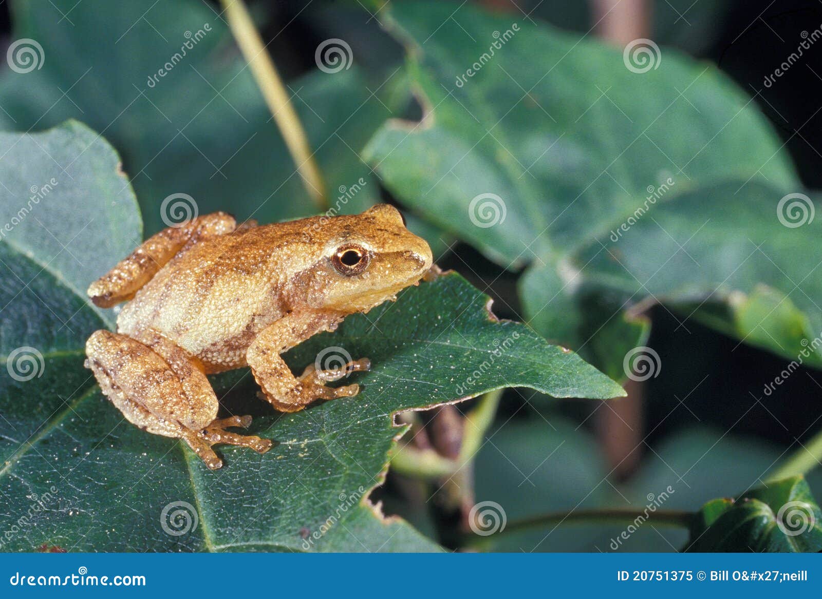 Spring Peeper stock image. Image of amphibian, environment - 20751375