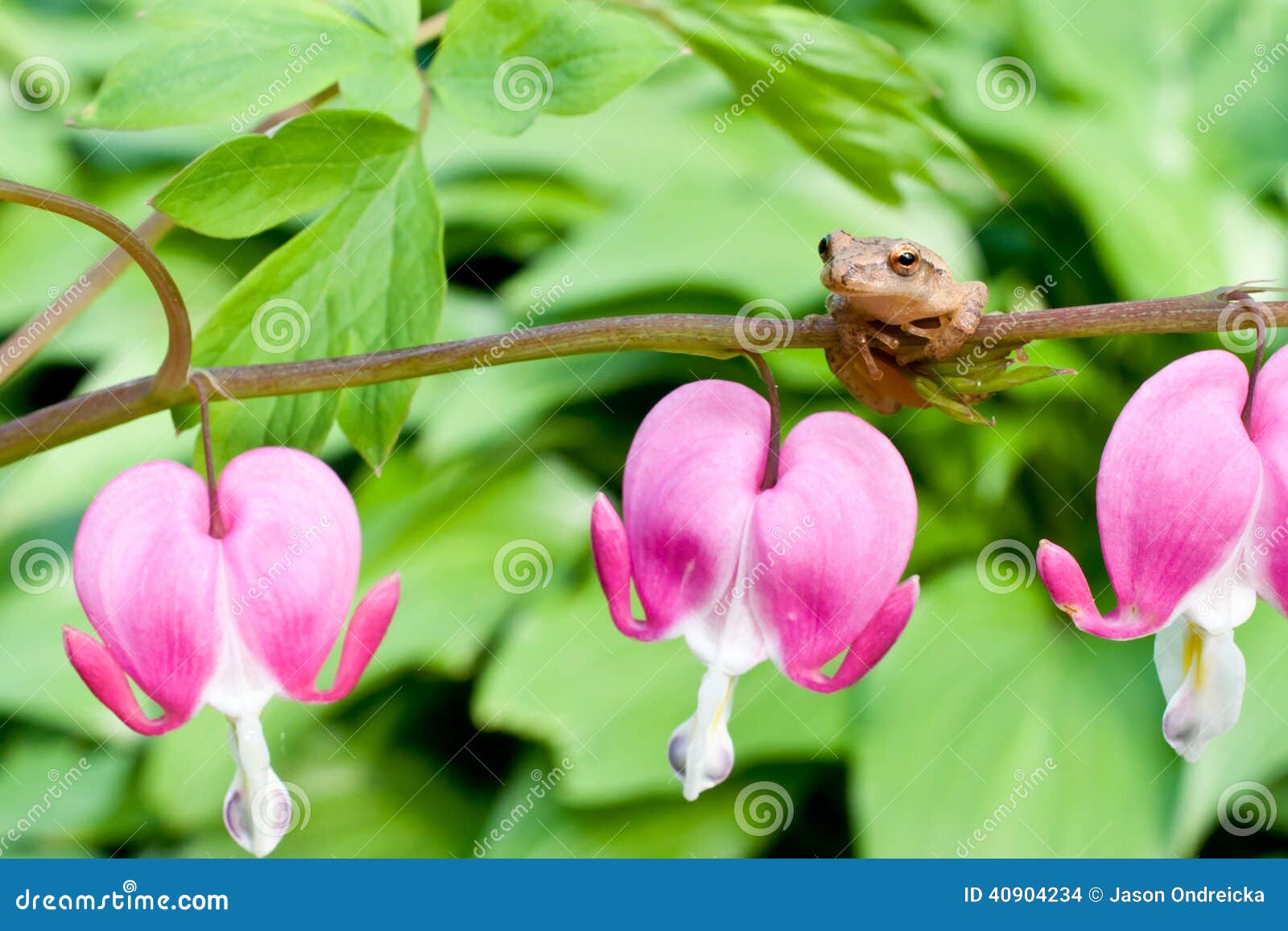 Spring Peeper stock photo. Image of curious, environment - 40904234