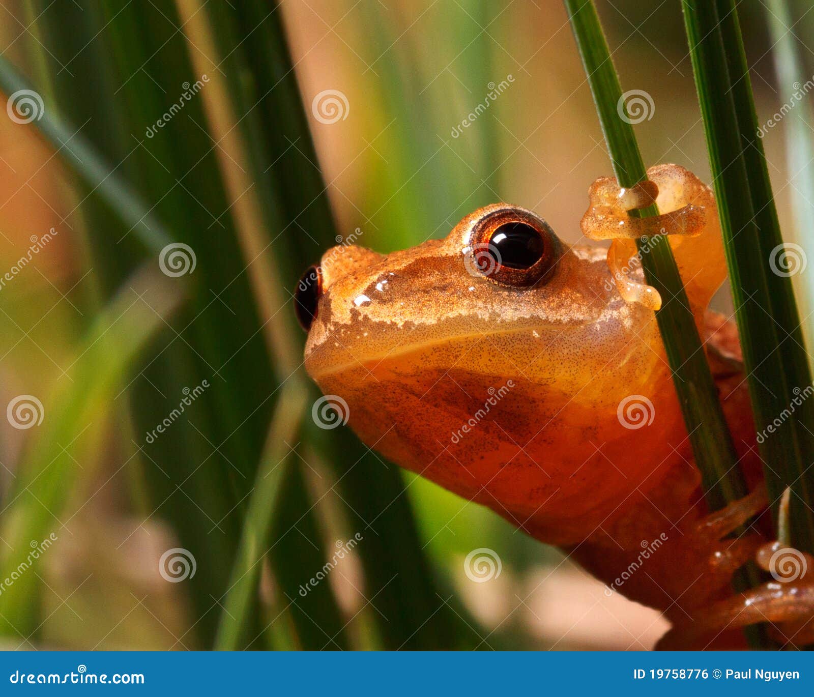 Spring Peeper Frog on Grass Stock Photo - Image of pseudacris, marsh ...