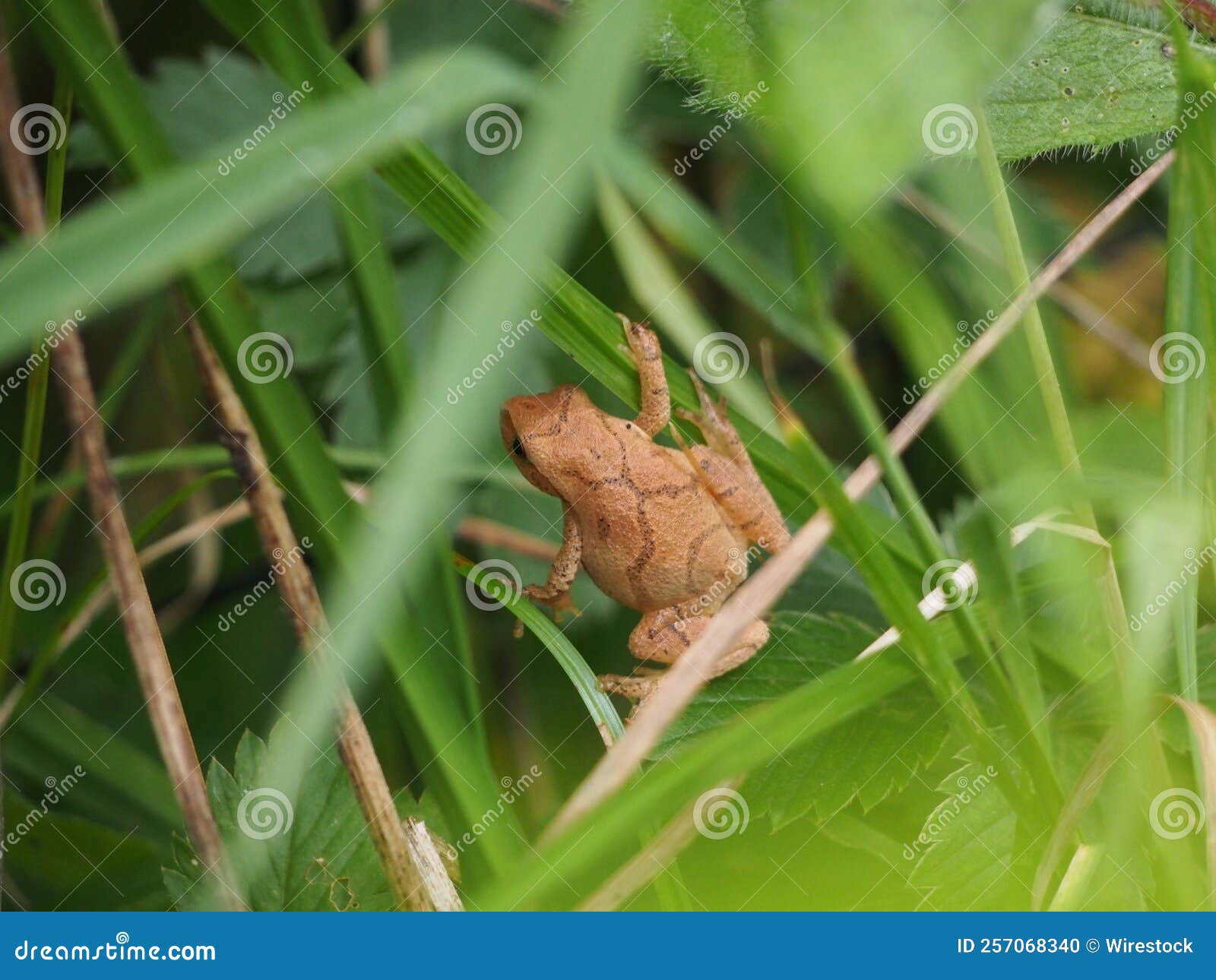 Spring Peeper Frog on Green Grass Stock Photo - Image of fresh, frog ...