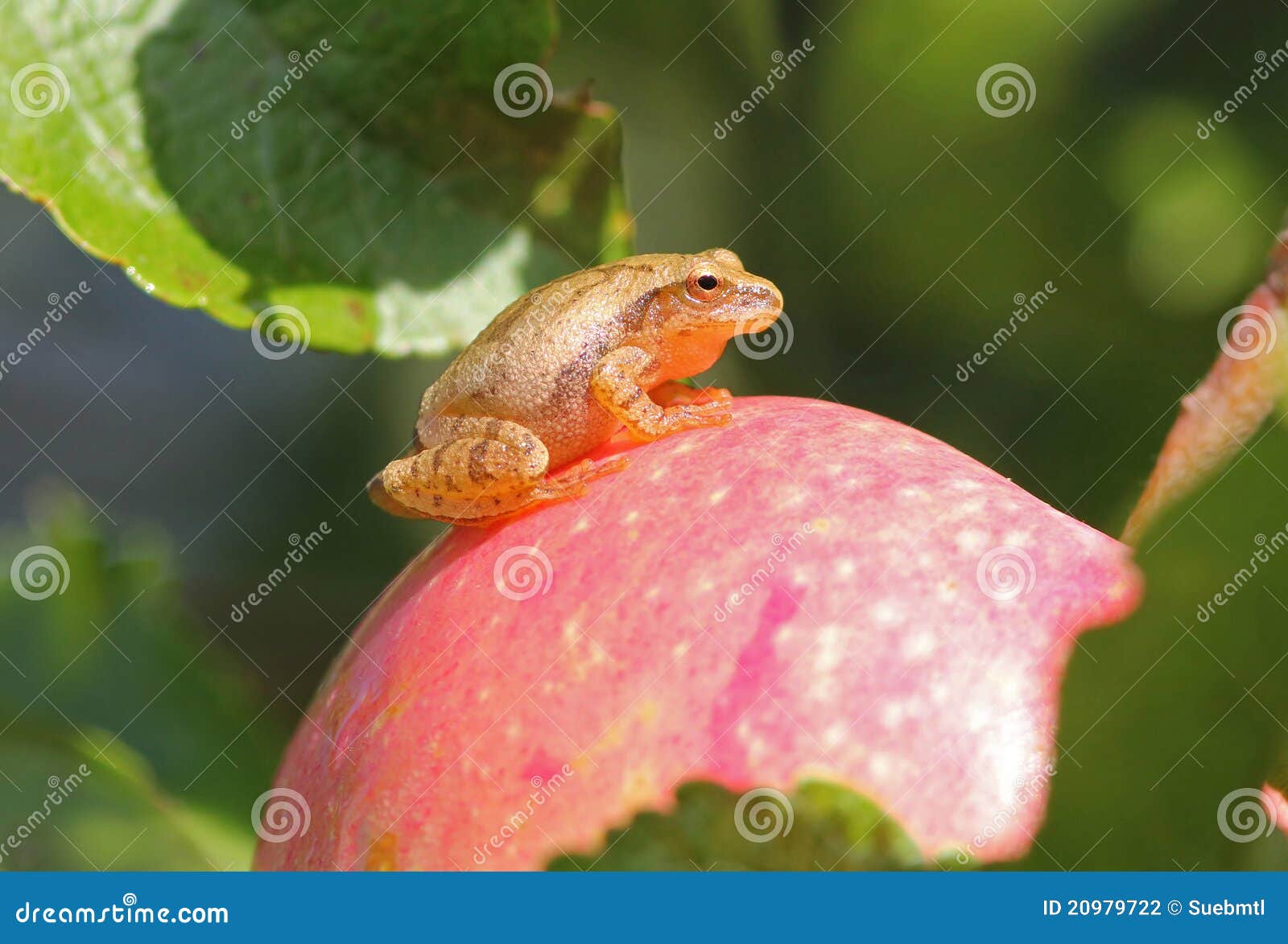 Spring Peeper Frog (Pseudacris Crucifer) Stock Photo - Image of east ...