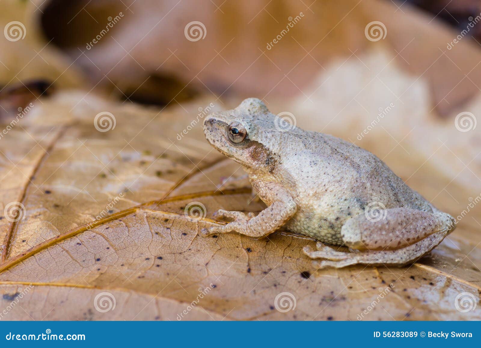 Spring Peeper stock image. Image of little, wildlife - 56283089