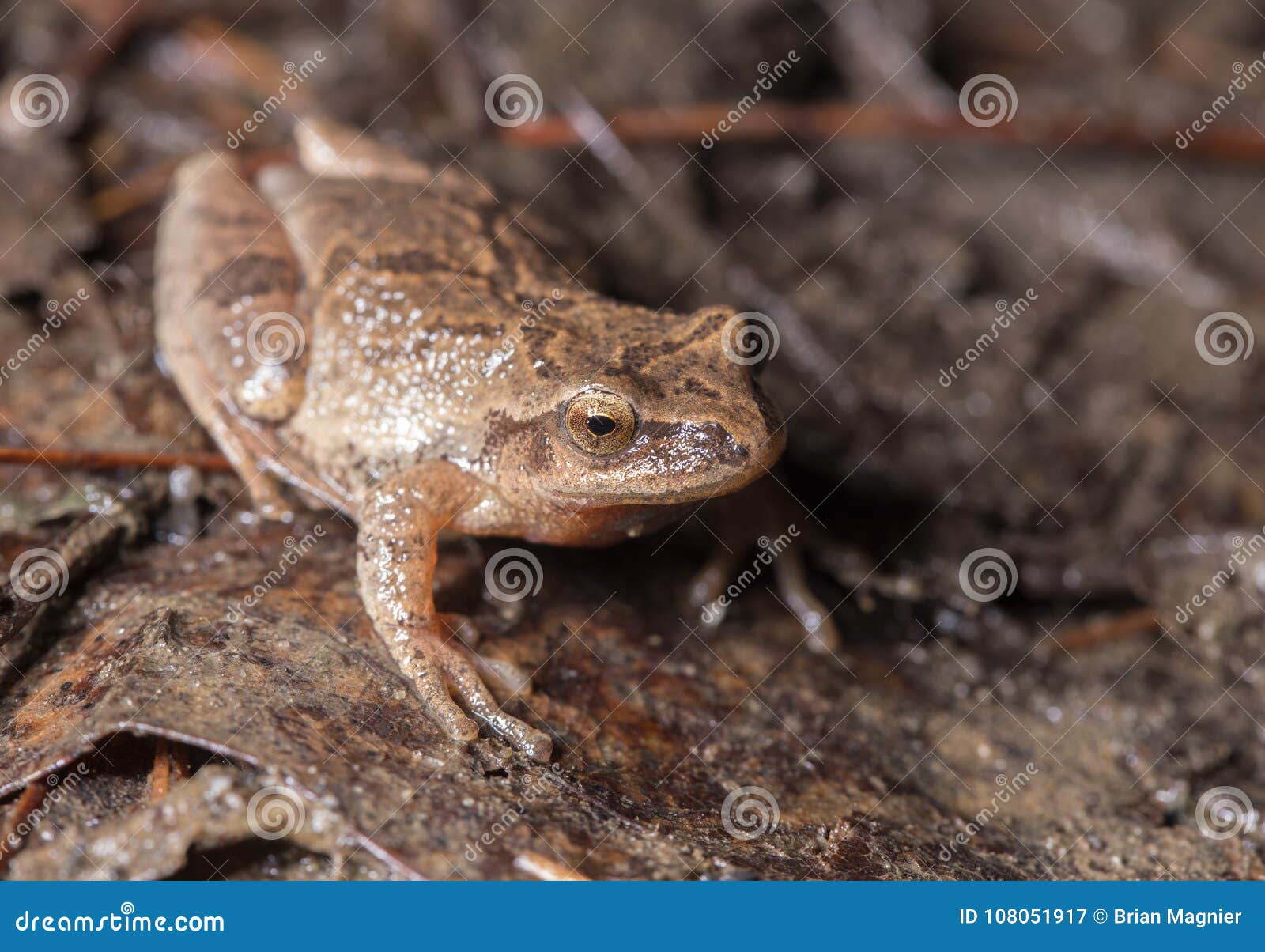 Spring peeper frog stock image. Image of eyes, pretty - 108051917