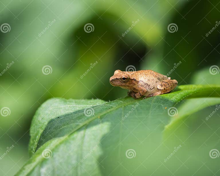 A Spring Peeper from on a Leaf in Garden Stock Photo - Image of spring ...