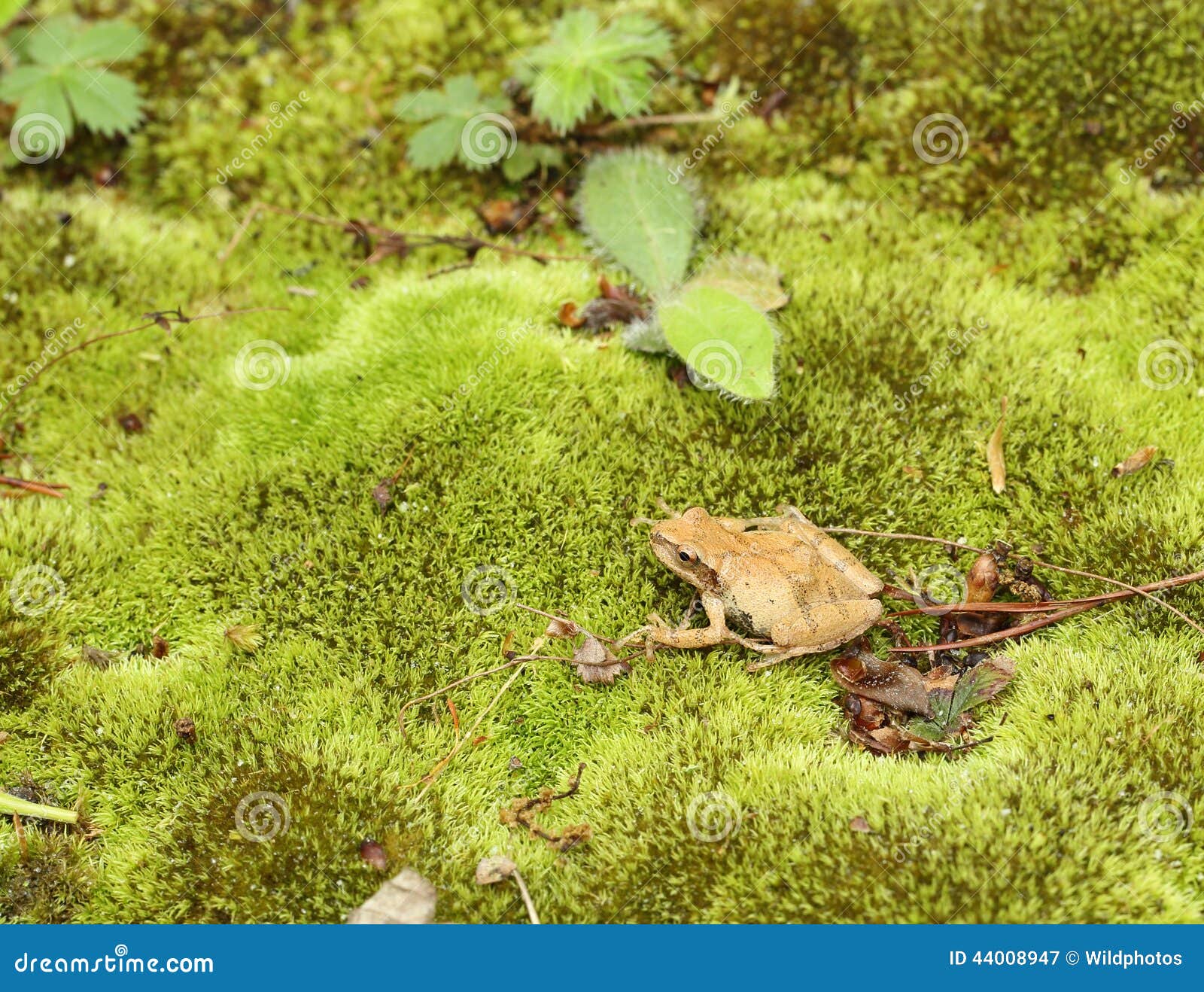 Spring Peeper stock image. Image of spring, cricifer - 44008947