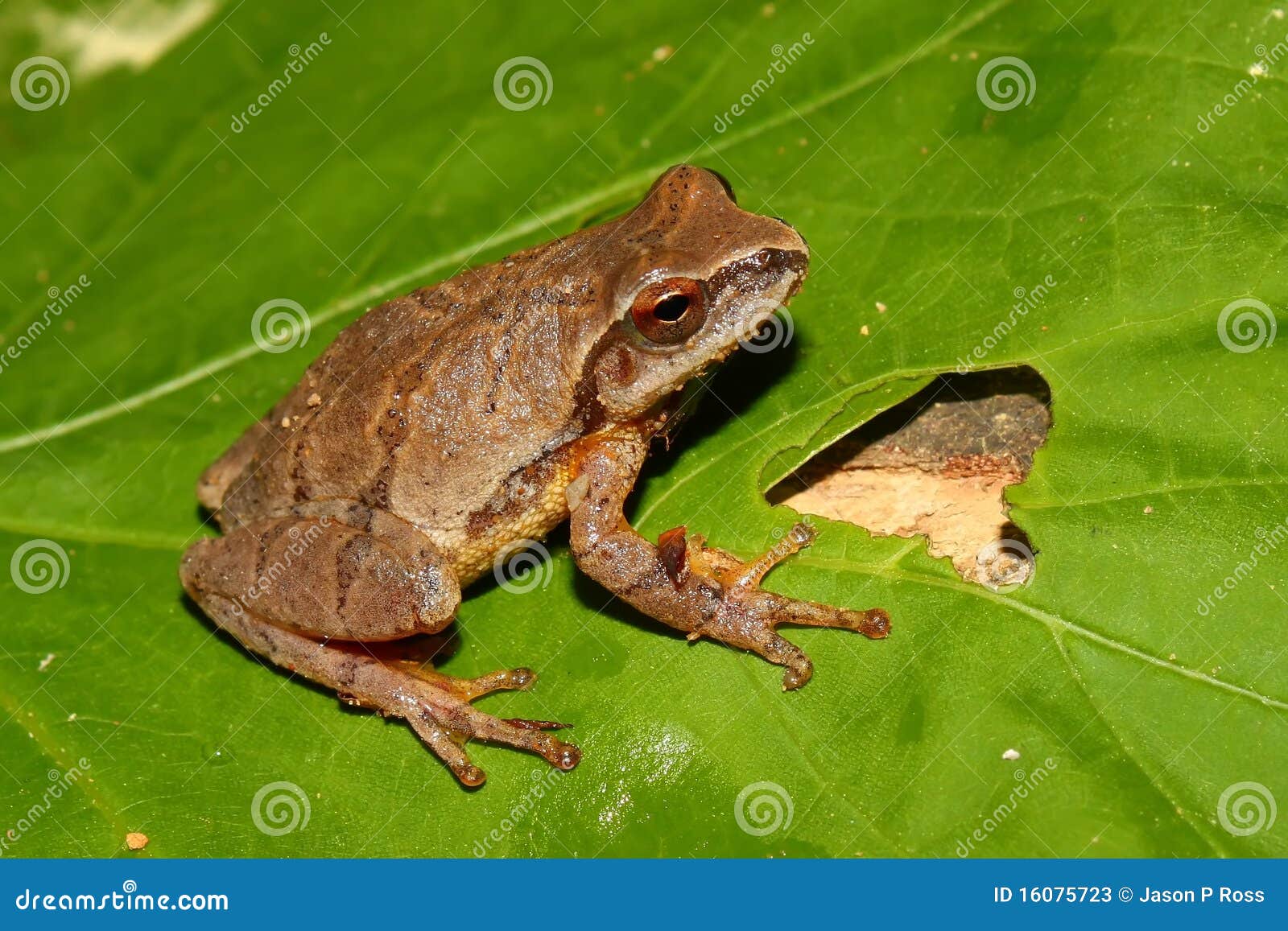Spring Peeper (Pseudacris Crucifer) Stock Image - Image of pseudacris ...