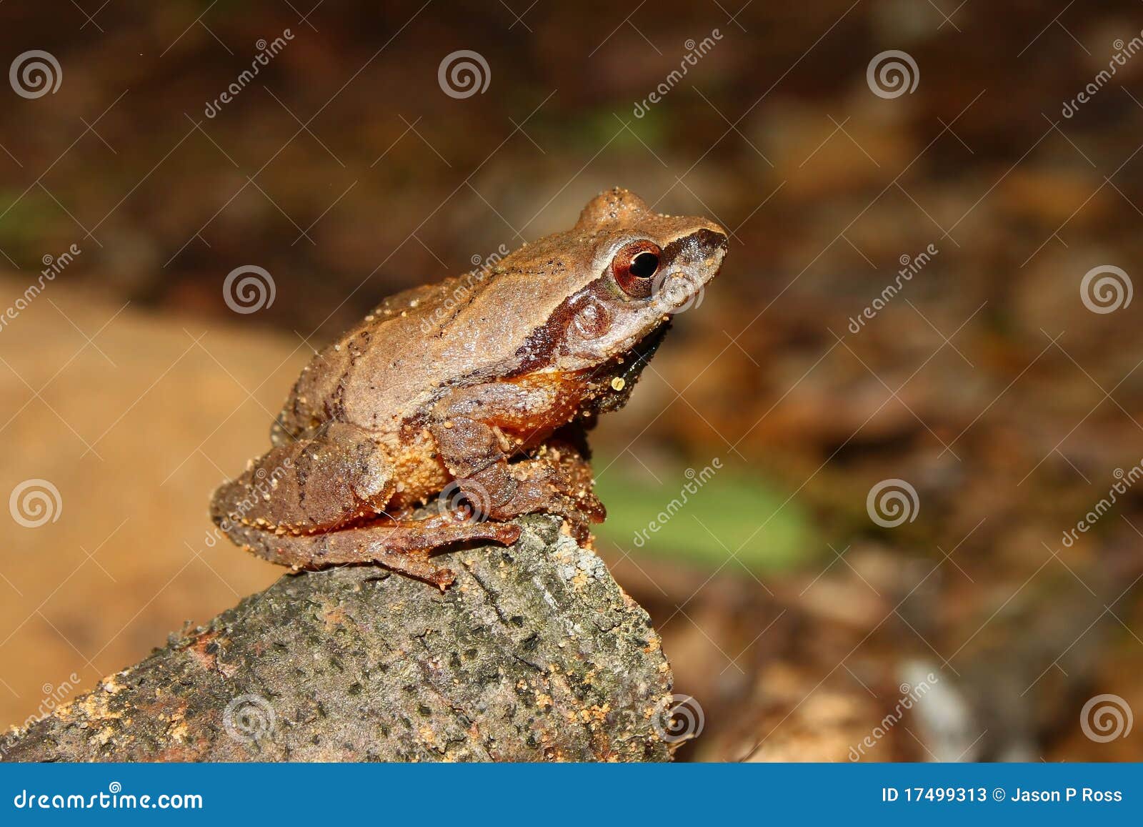 Spring Peeper (Pseudacris Crucifer) Stock Image - Image of ecology ...