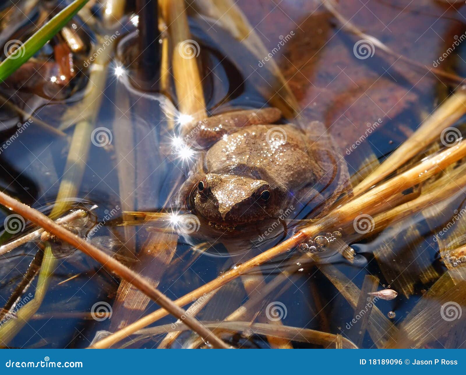 Spring Peeper (Pseudacris Crucifer) Stock Photo - Image of herpetology ...