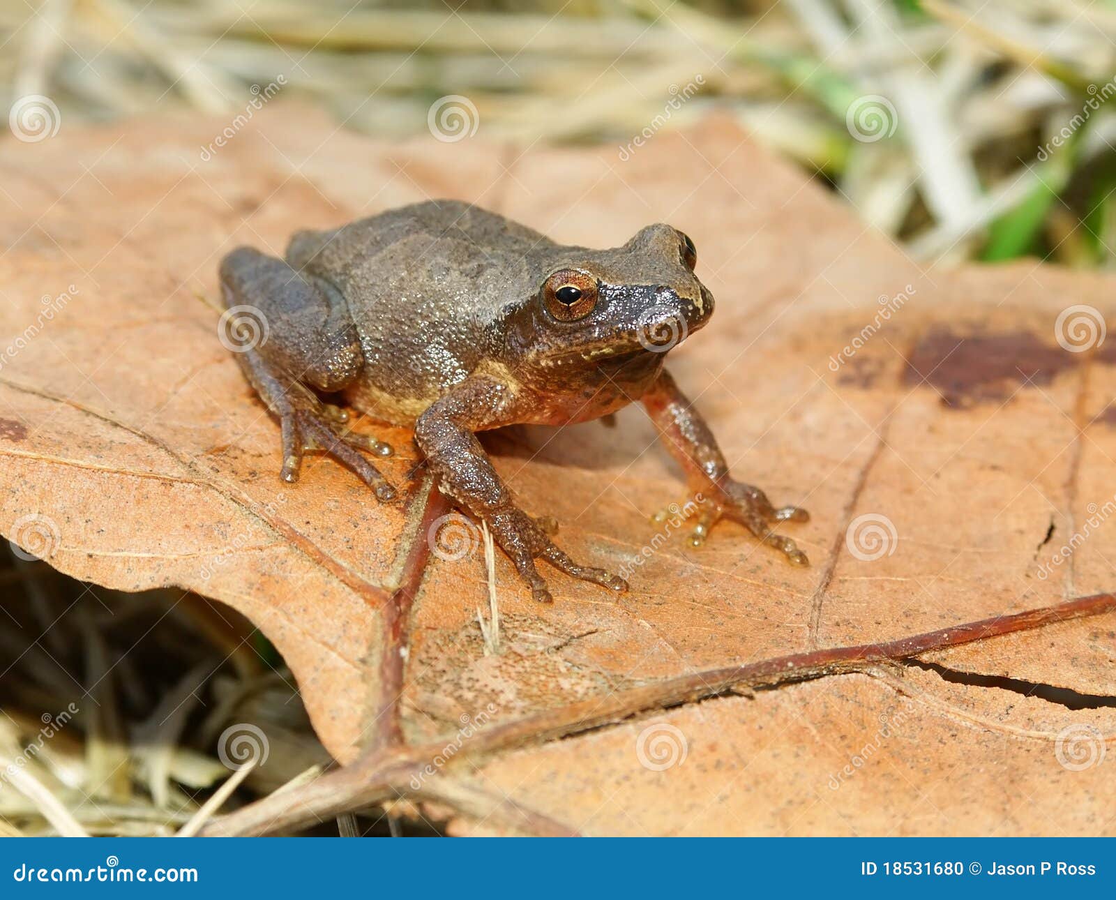 Spring Peeper (Pseudacris Crucifer) Stock Photo - Image of ecology ...