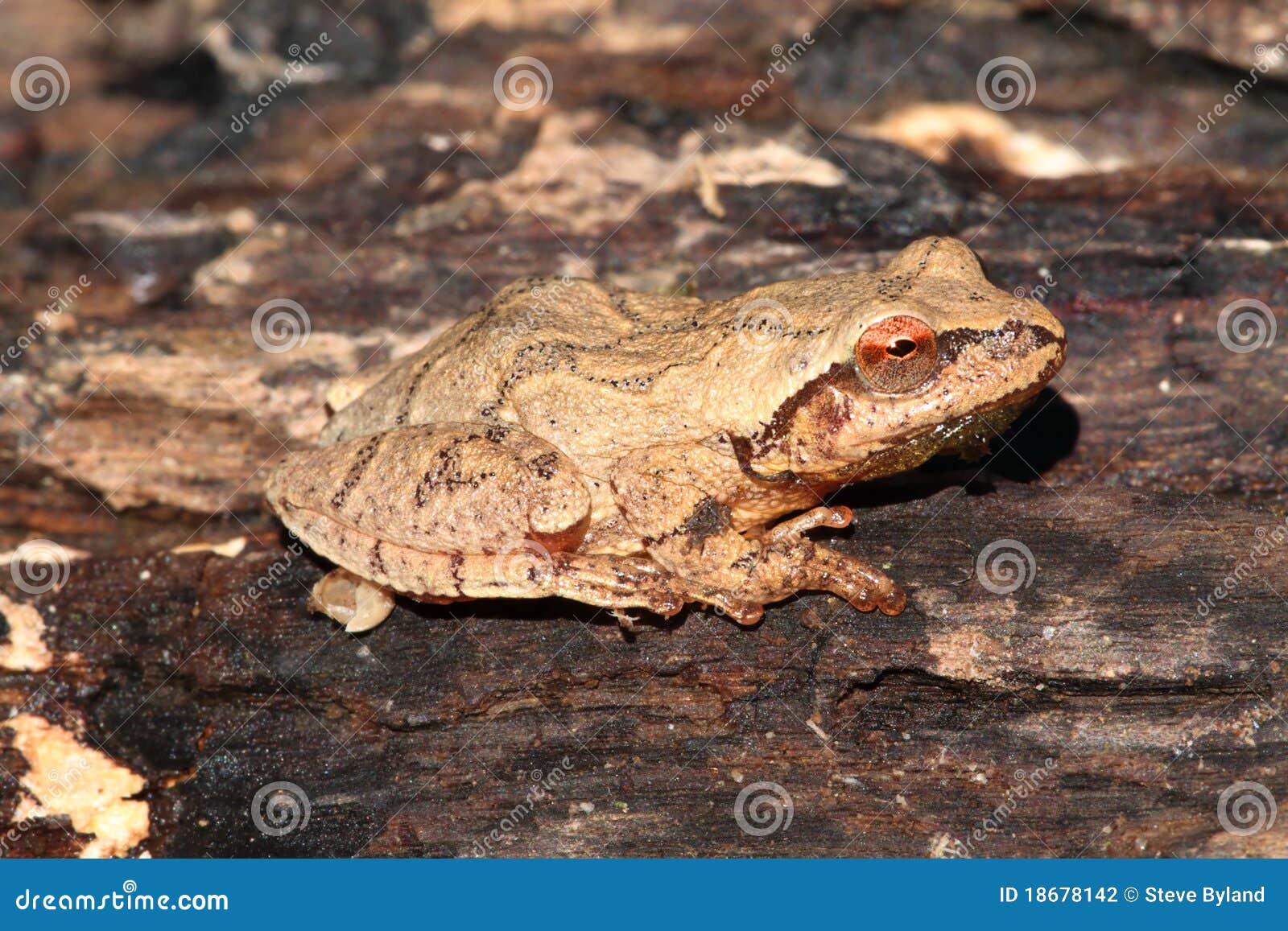 Spring Peeper (Pseudacris Crucifer) Stock Photo - Image of frogs, tree ...