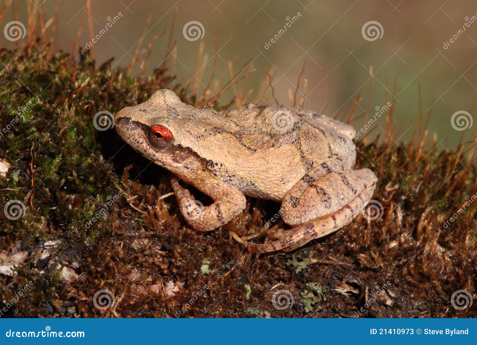 Spring Peeper (Pseudacris Crucifer) Stock Image - Image of nature ...