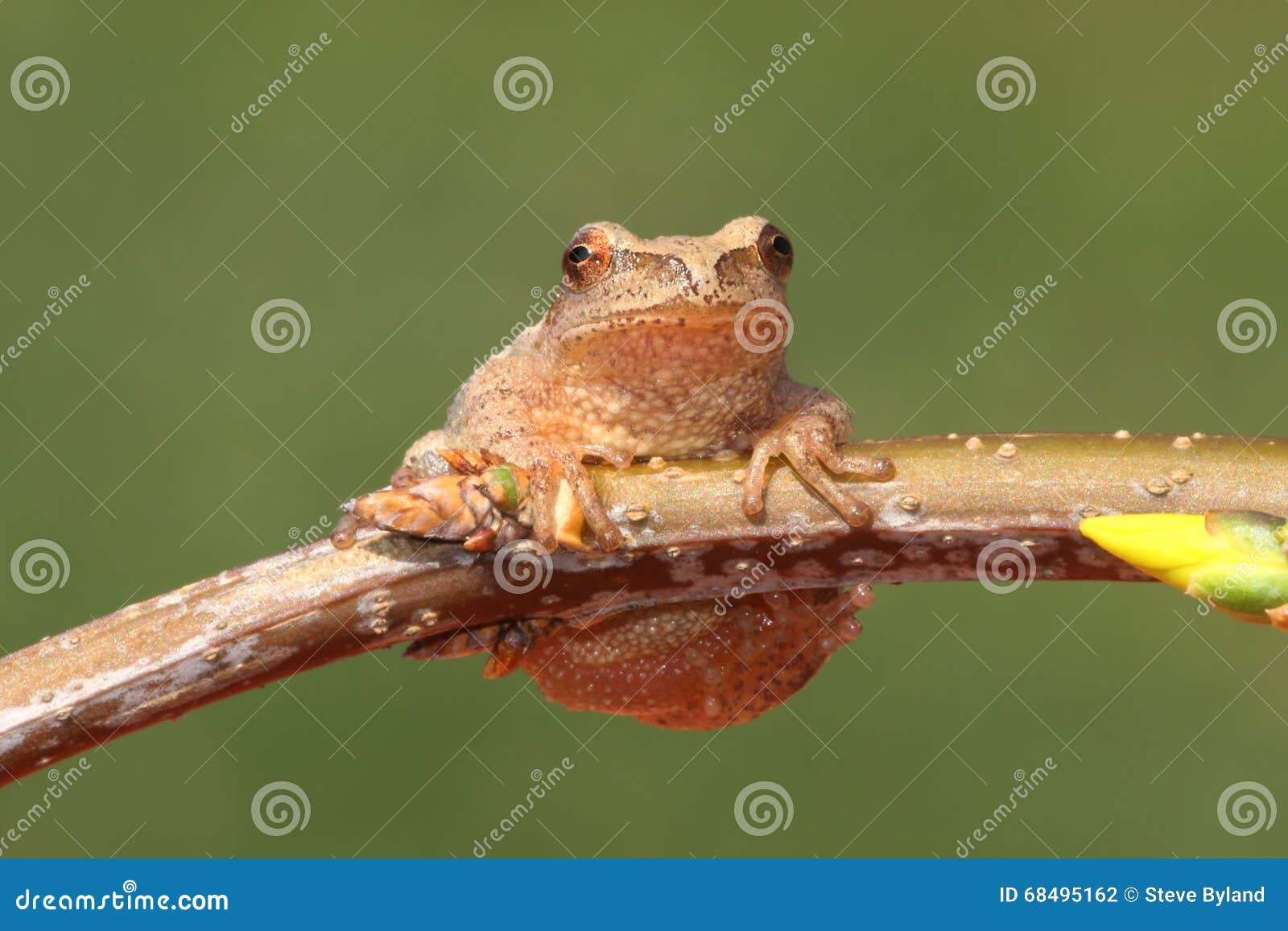 Spring Peeper (Pseudacris Crucifer) Stock Photo - Image of spring ...