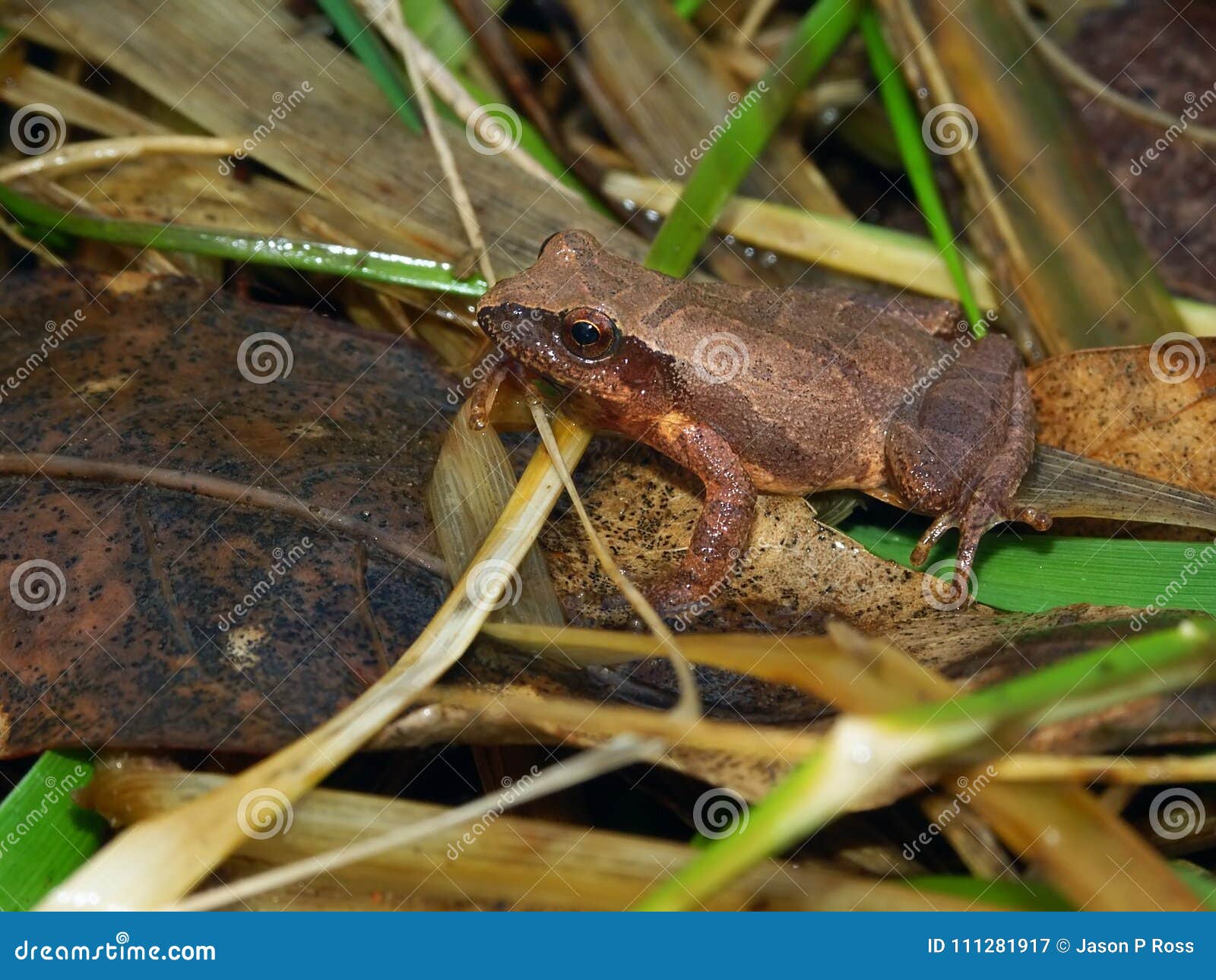 Spring Peeper Illinois Wetland Stock Image - Image of back, frogs ...