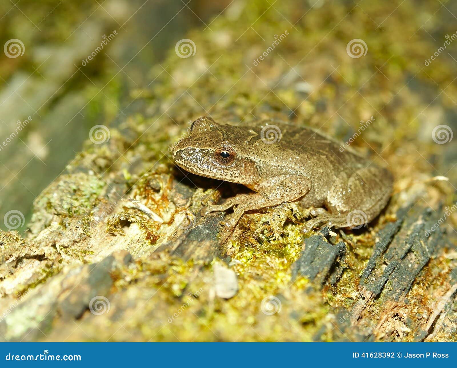 Spring Peeper (Pseudacris Crucifer) Stock Photo - Image of america ...