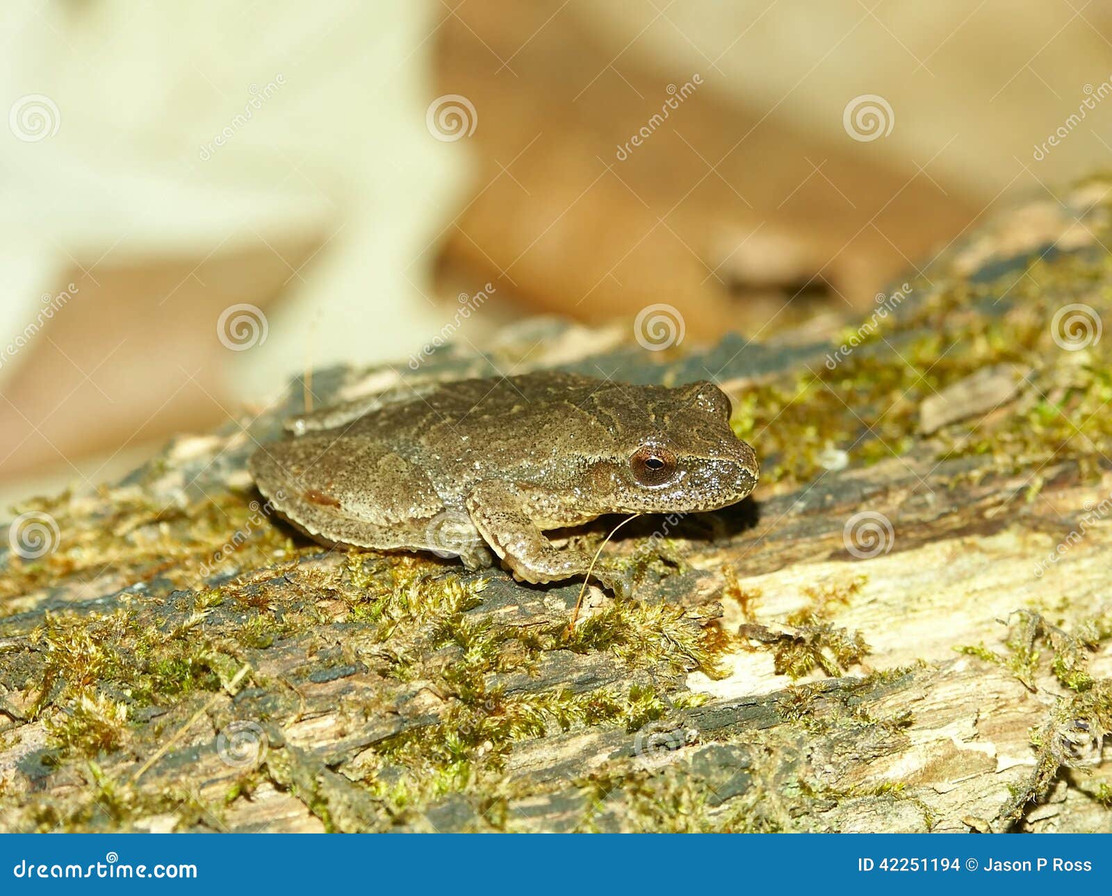 Spring Peeper (Pseudacris Crucifer) Stock Photo - Image of amphibian ...