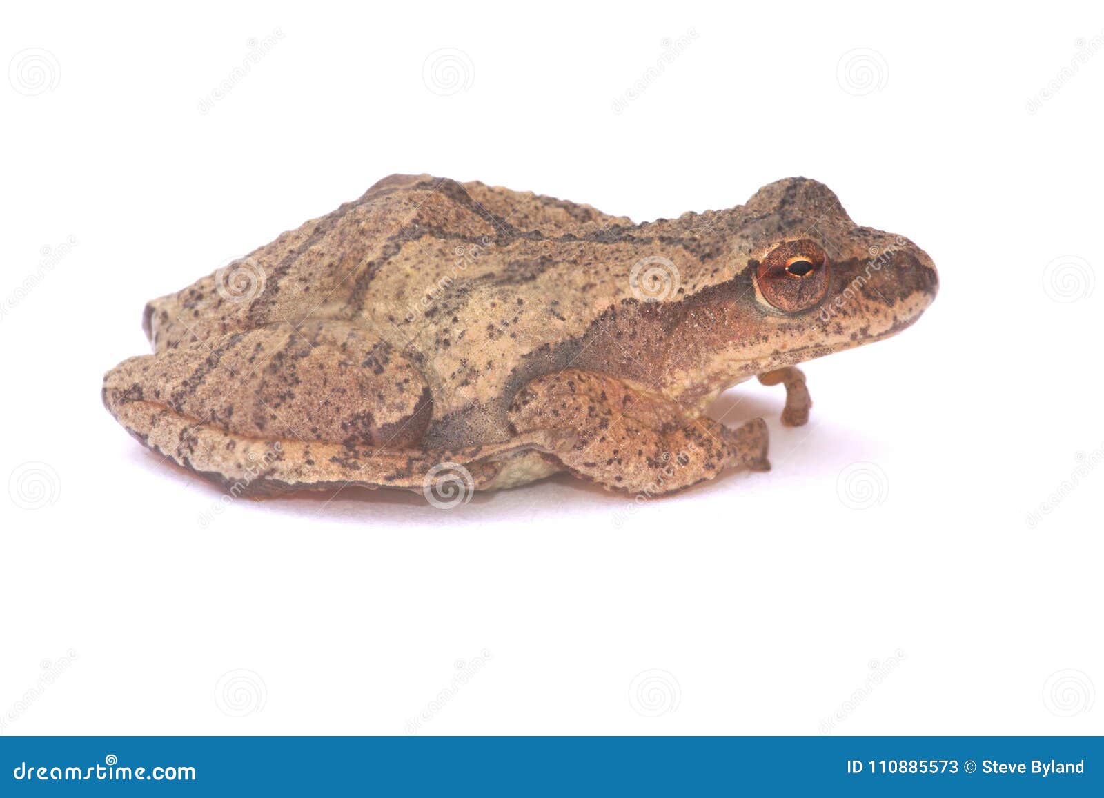Spring Peeper Pseudacris Crucifer Stock Image - Image of frog, wildlife ...